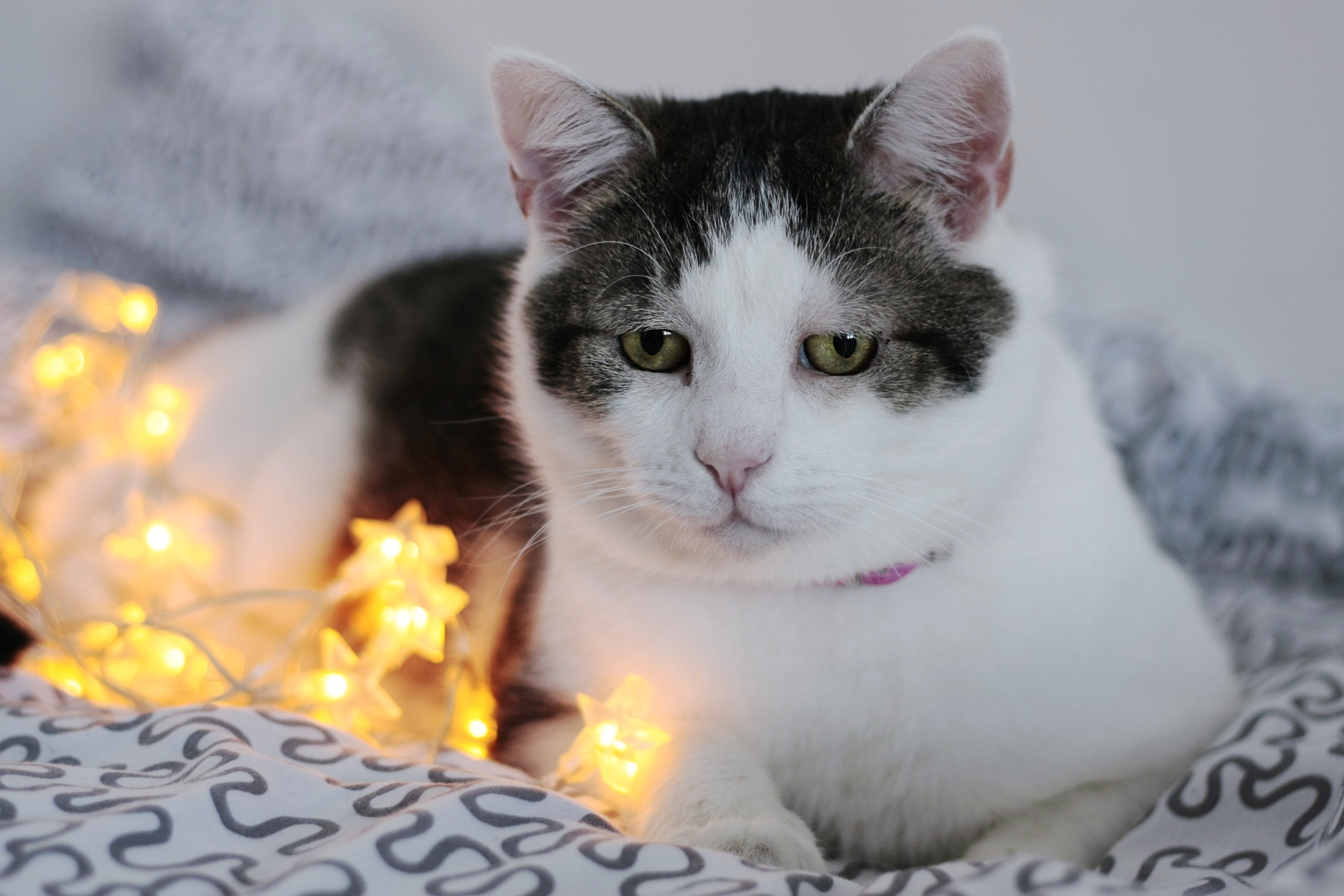 Charming Animals Cat free image download
