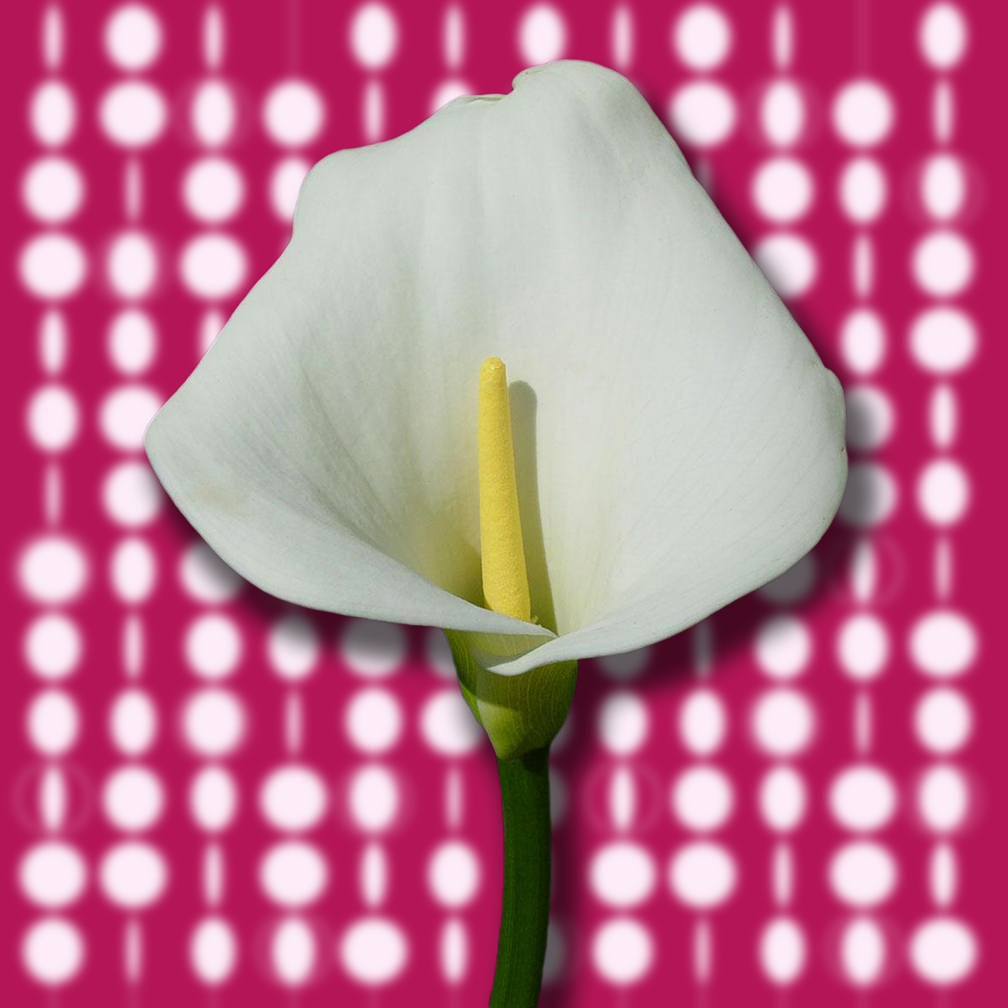 Plant Cala Flower free image download