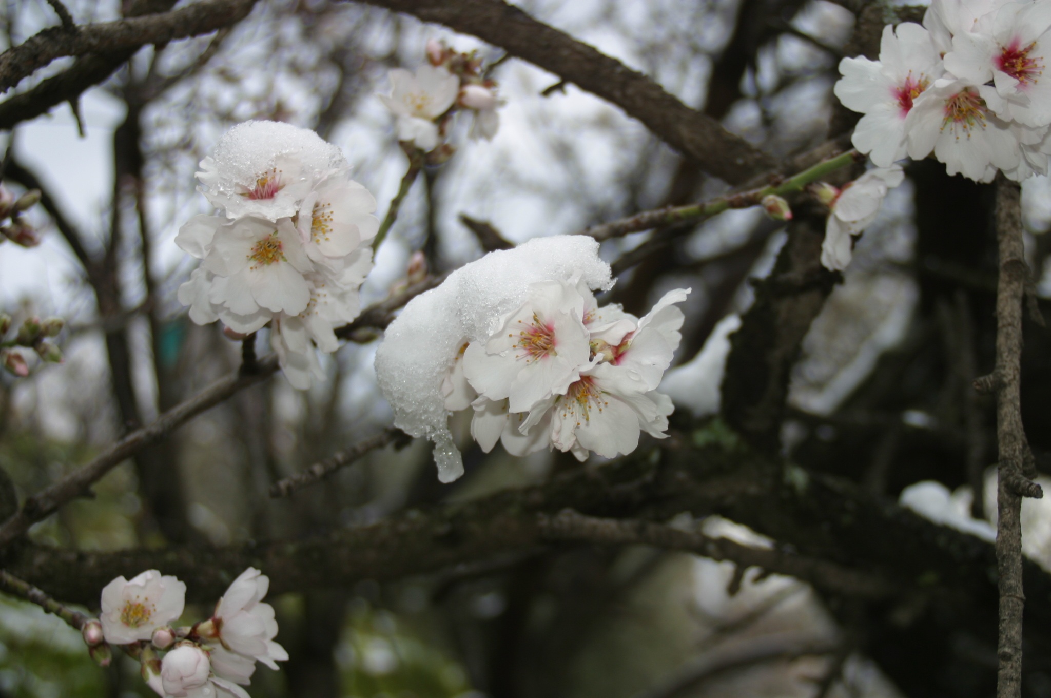 Almond Tree Flower Snow free image download