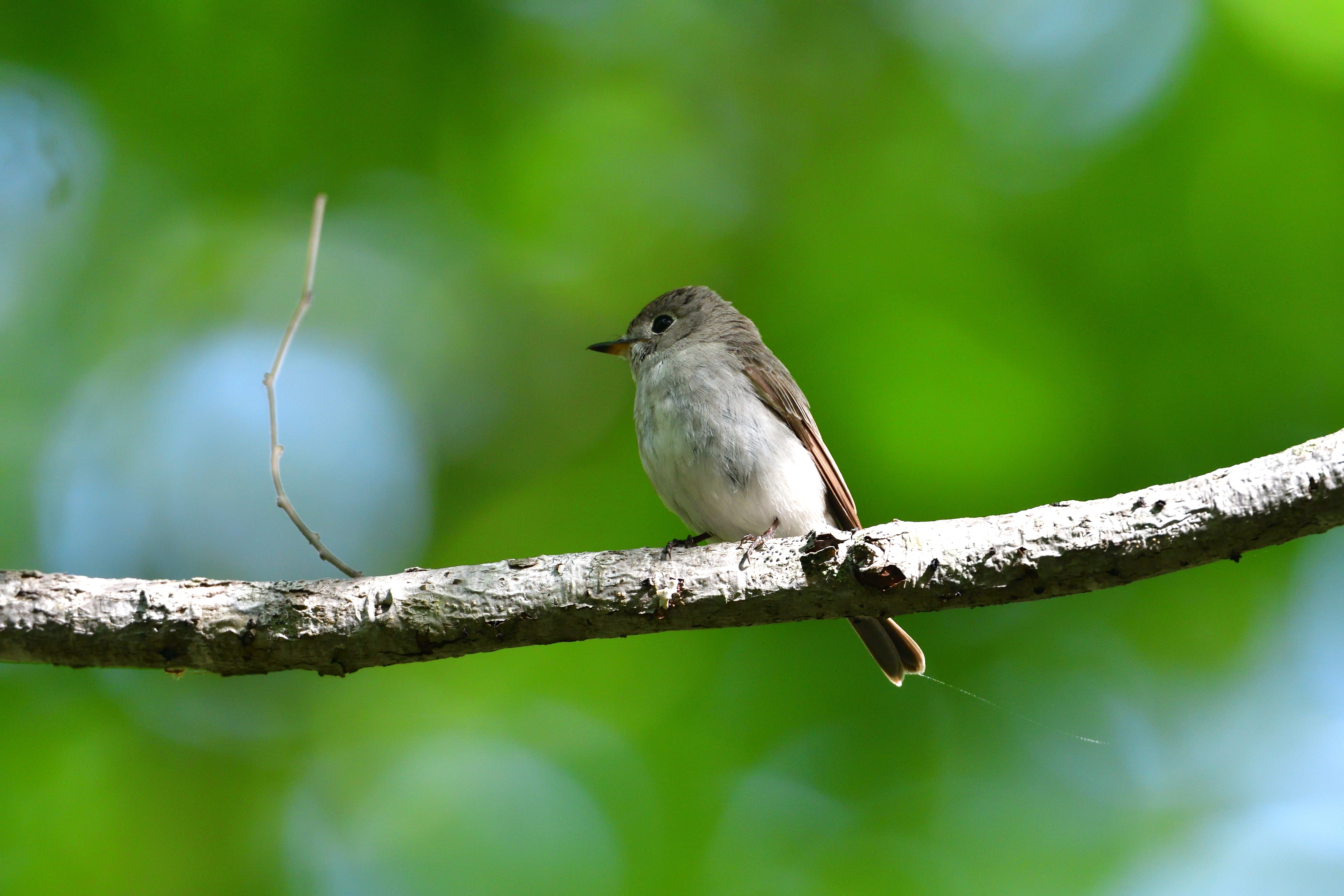Natural Bird Wild Animals free image download