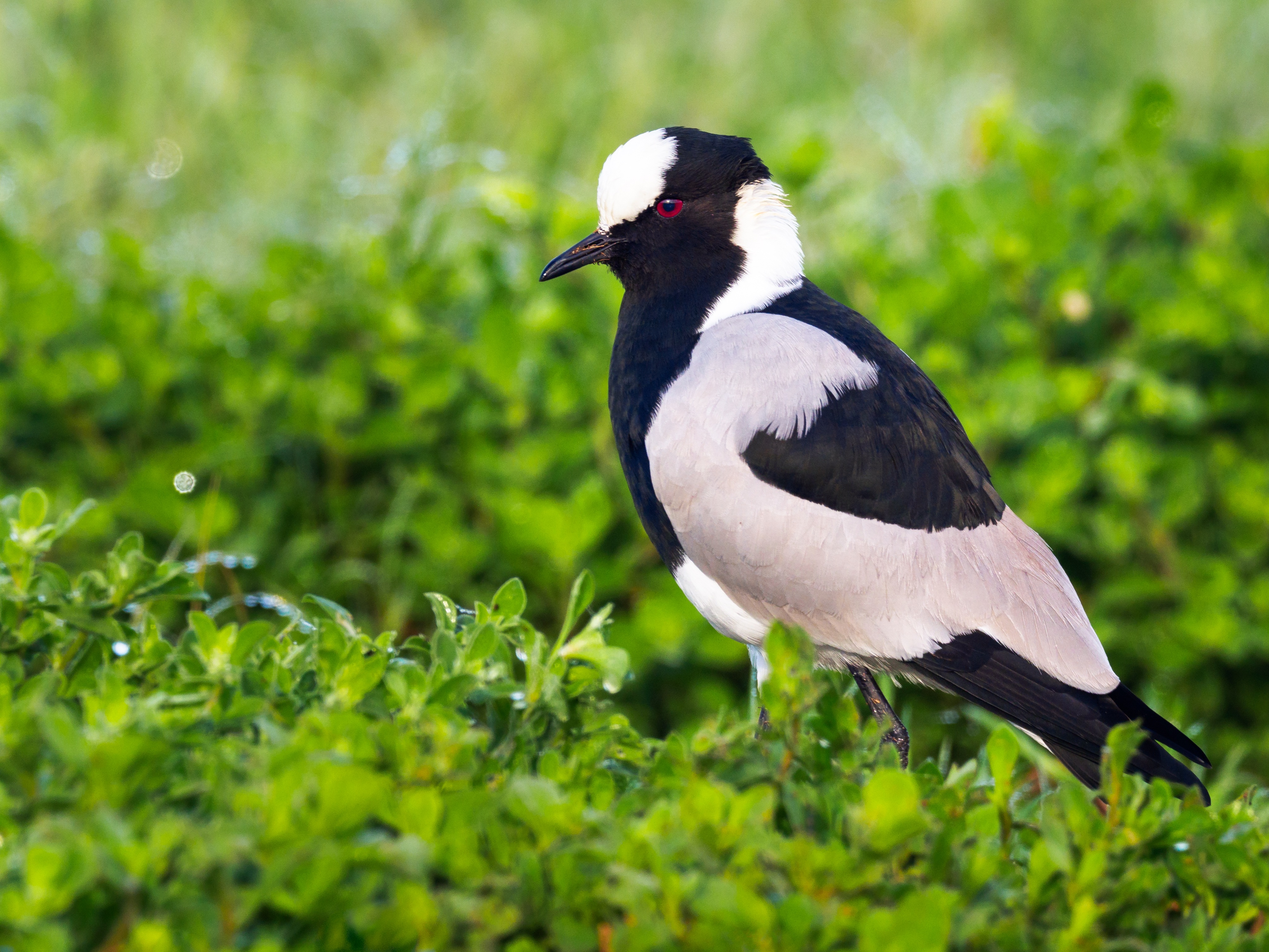 Blacksmith Plover Lapwing Bird free image download
