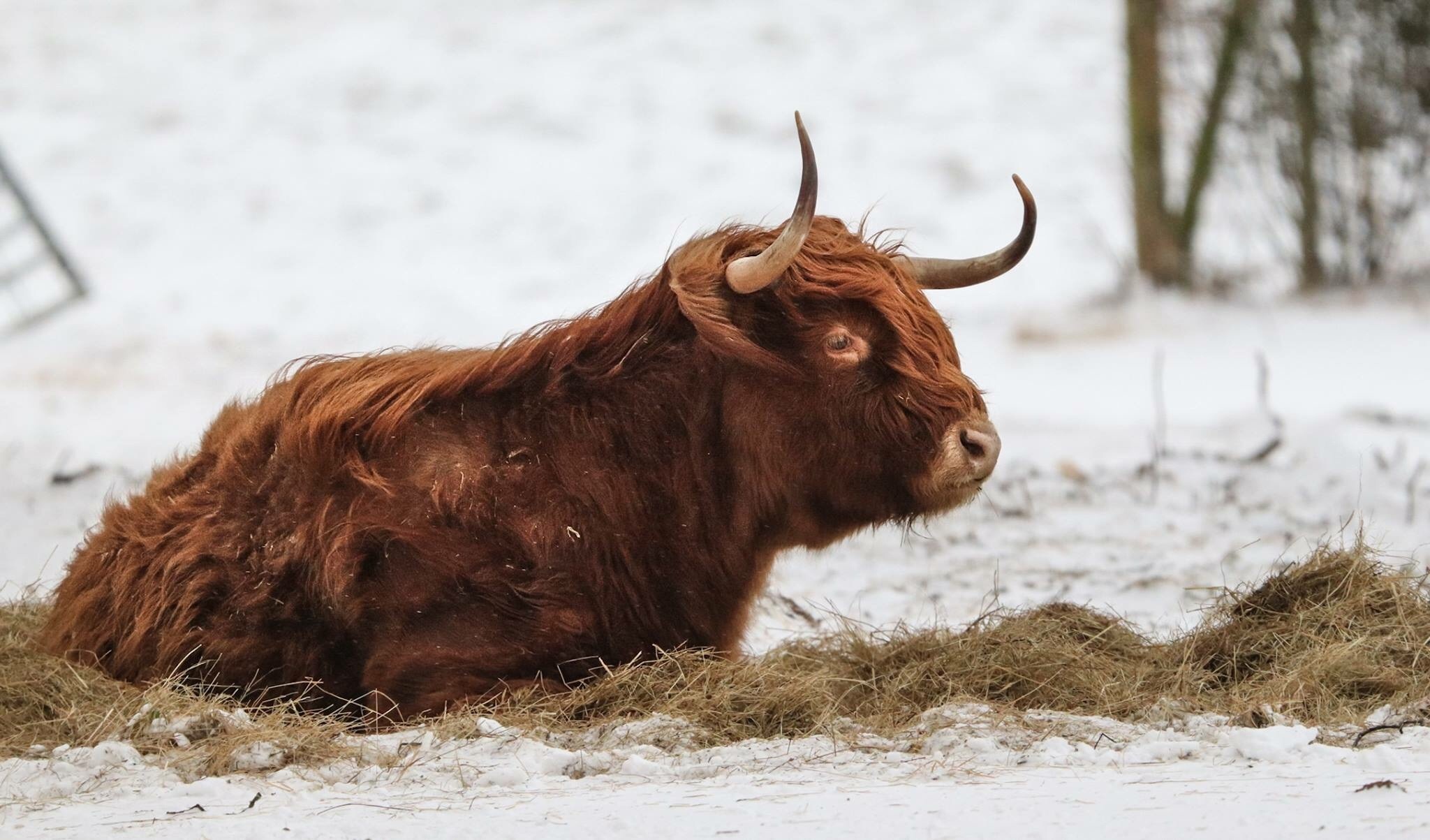 Animal Cattle Mammal free image download