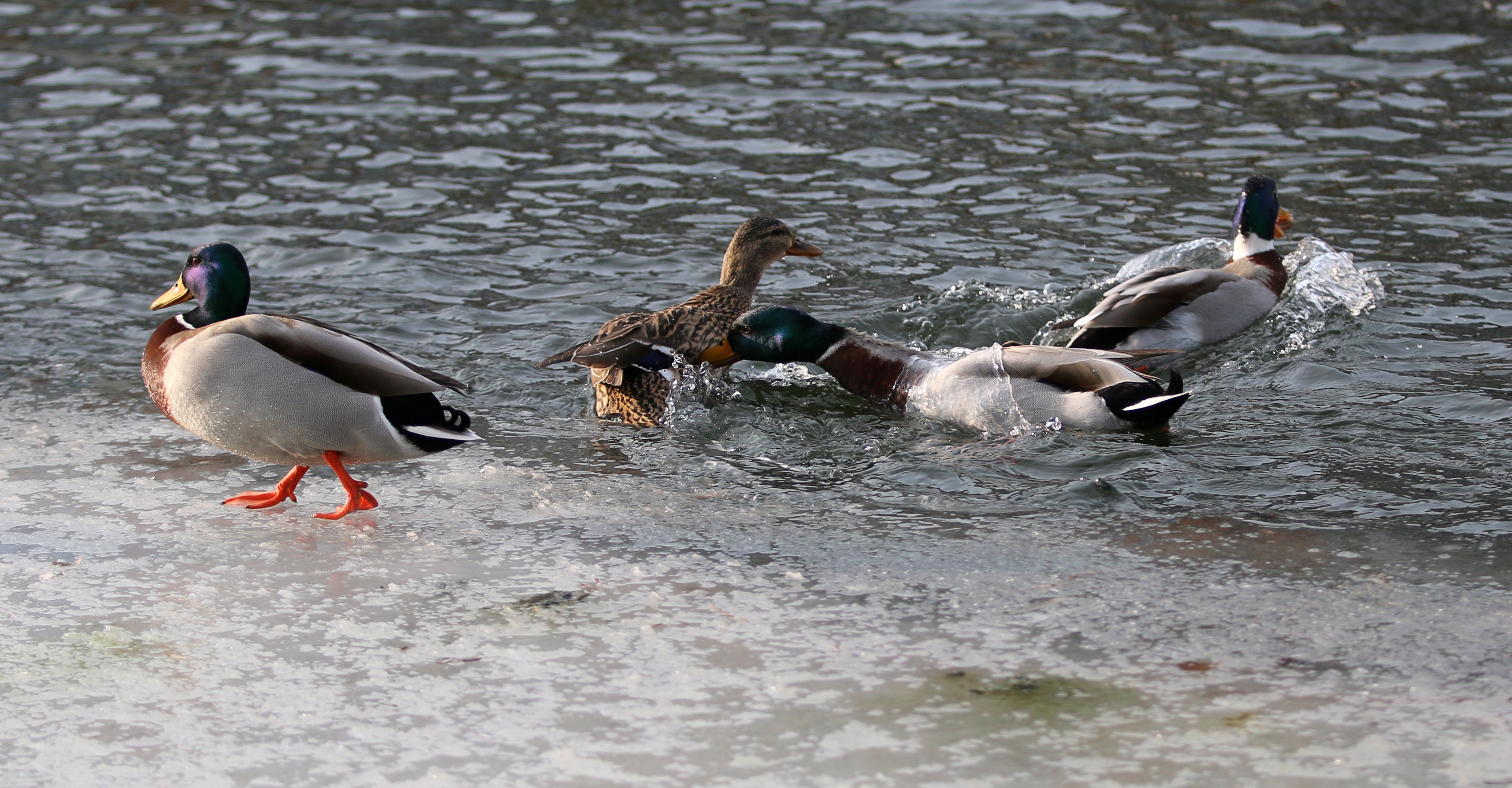 Ducks Fight Futterneid free image download