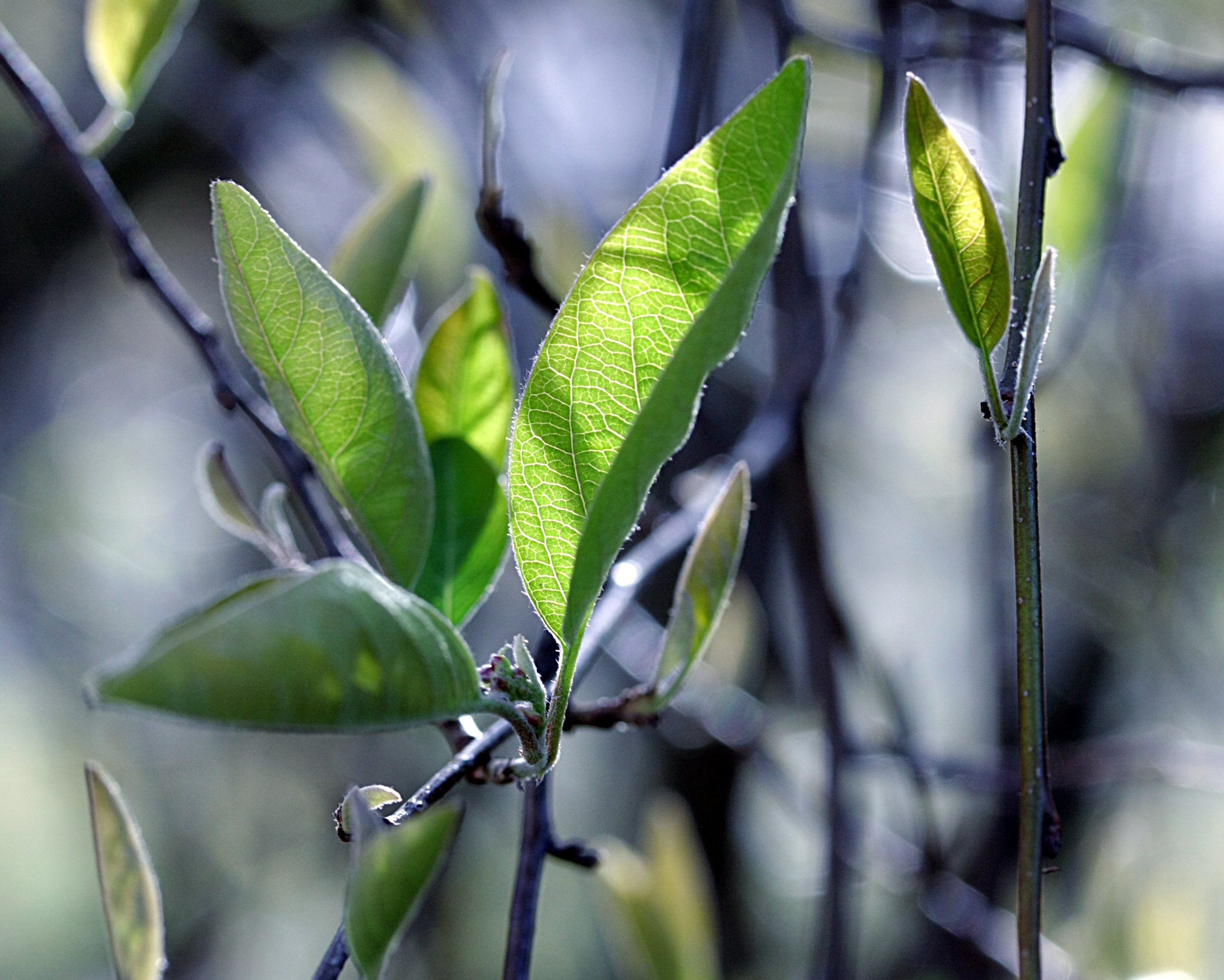 Plant Leaf Growth free image download