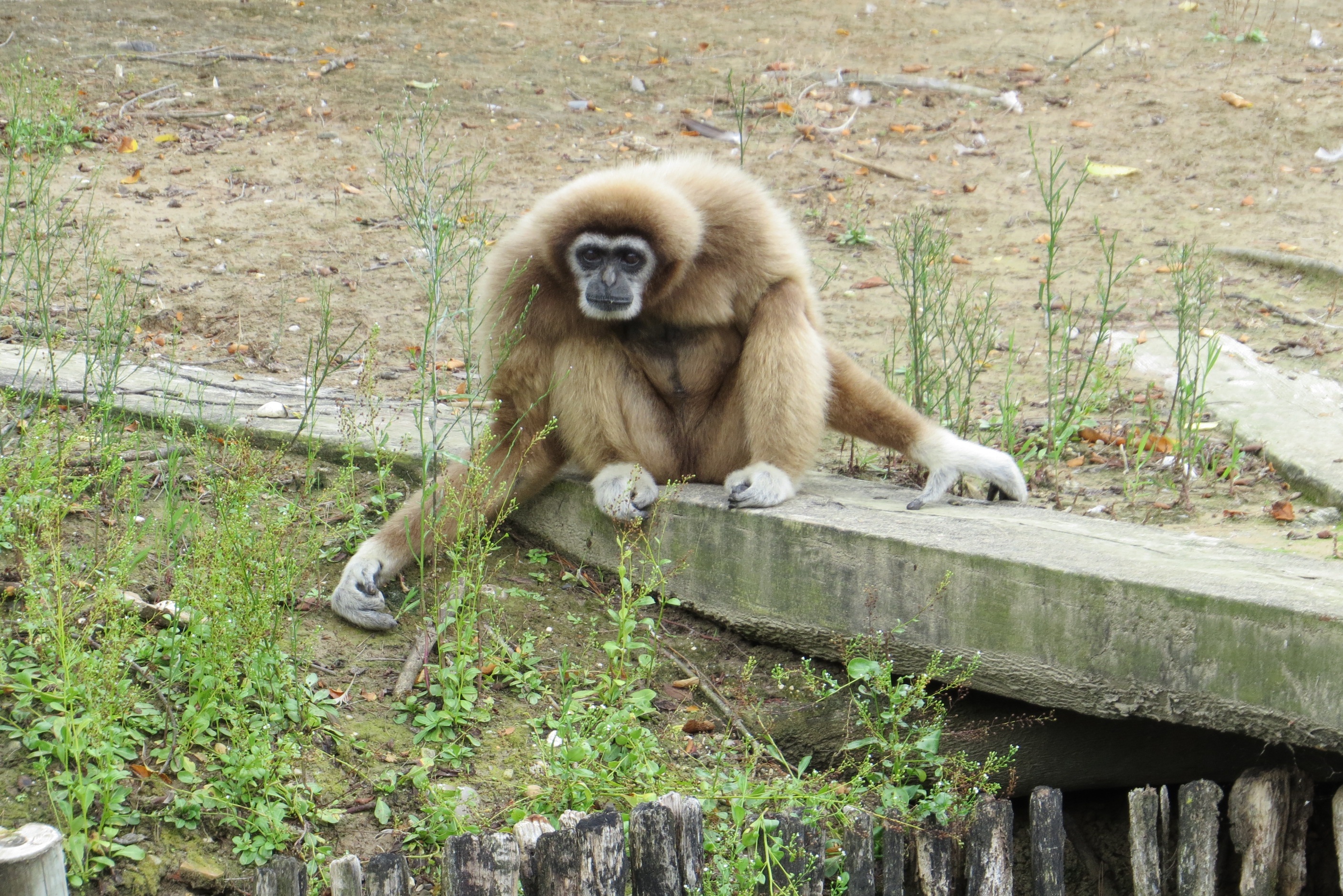 Monkey Nature Animal free image download