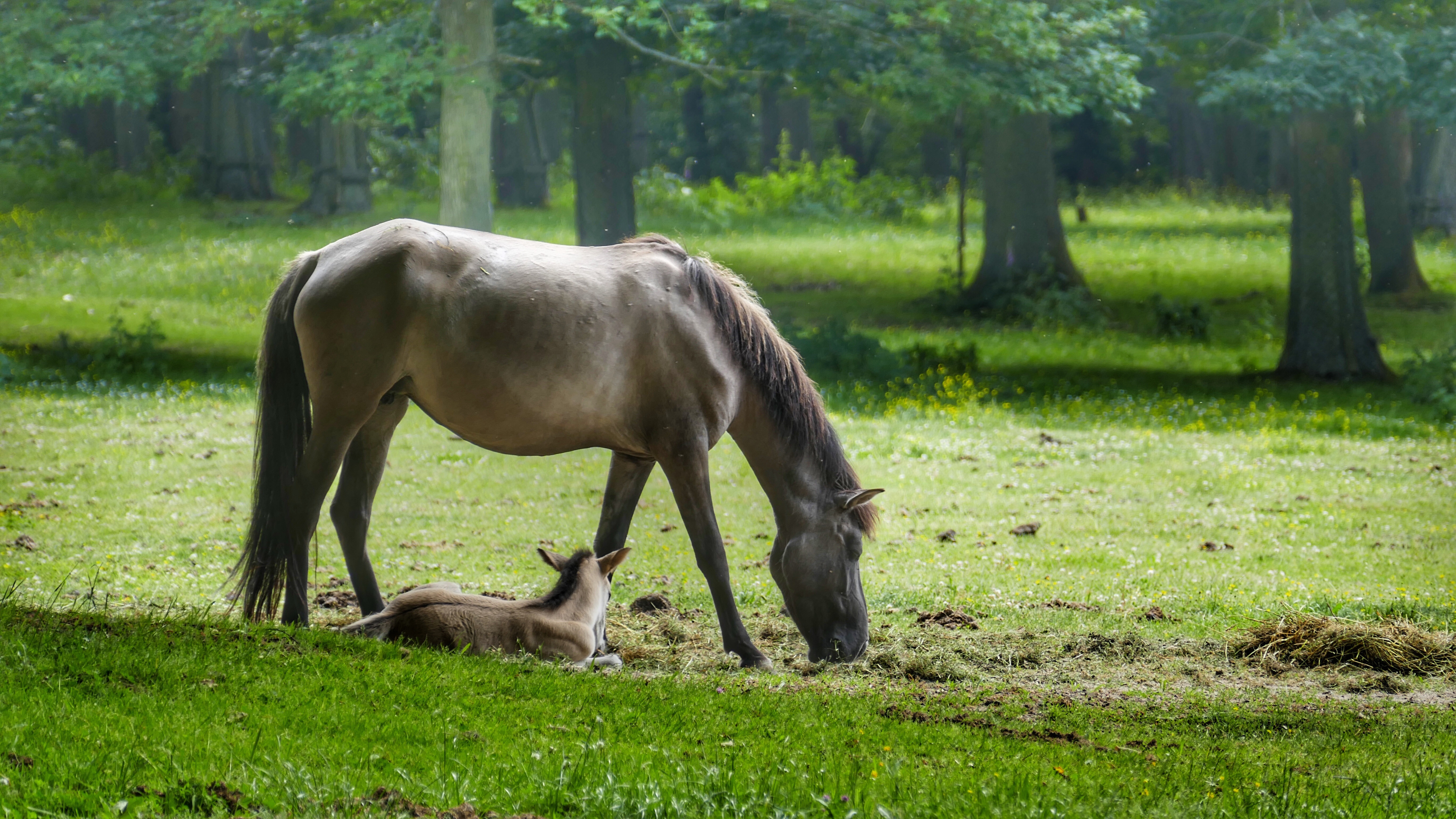 Horse Foal Pasture free image download