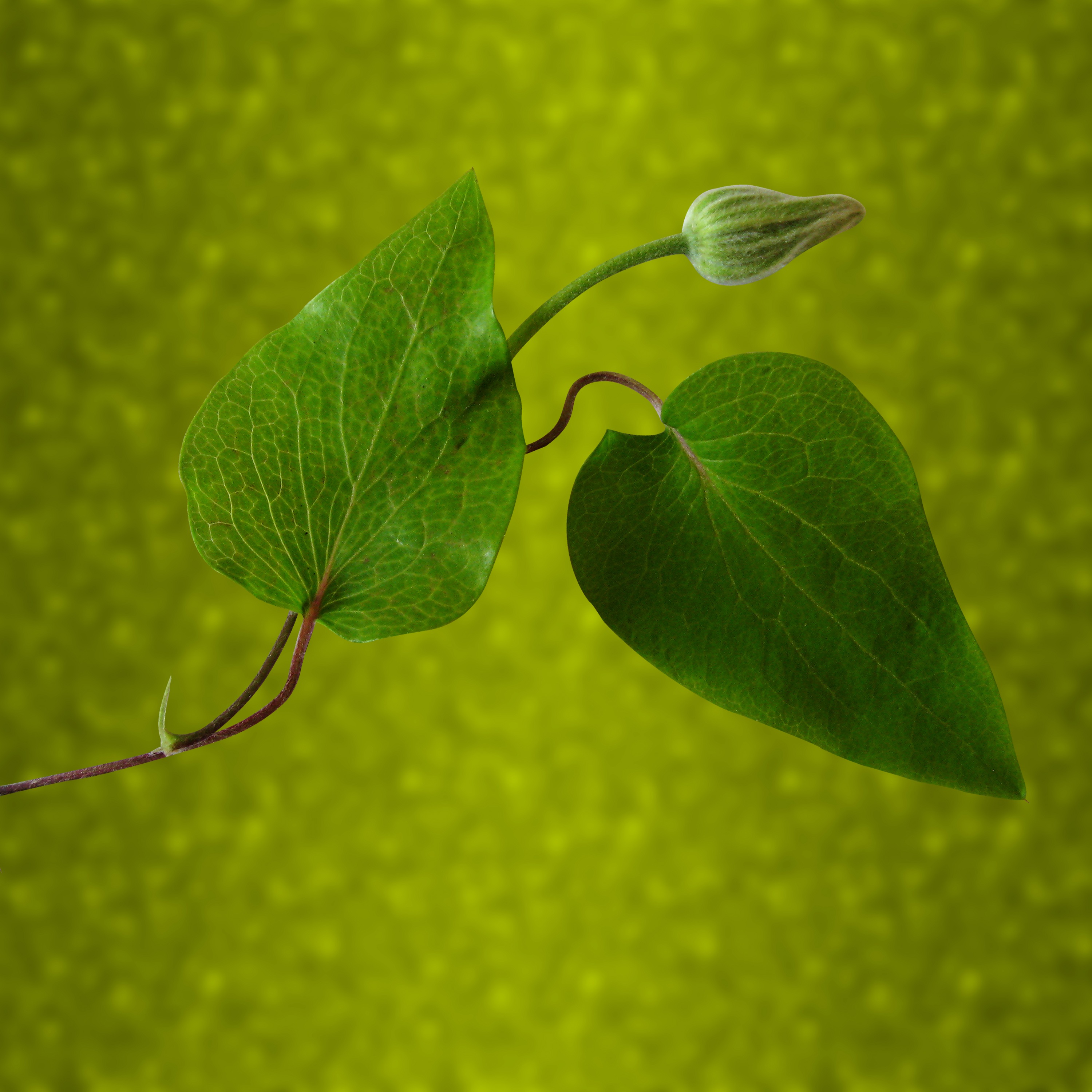 Leaves Nature Blur free image download