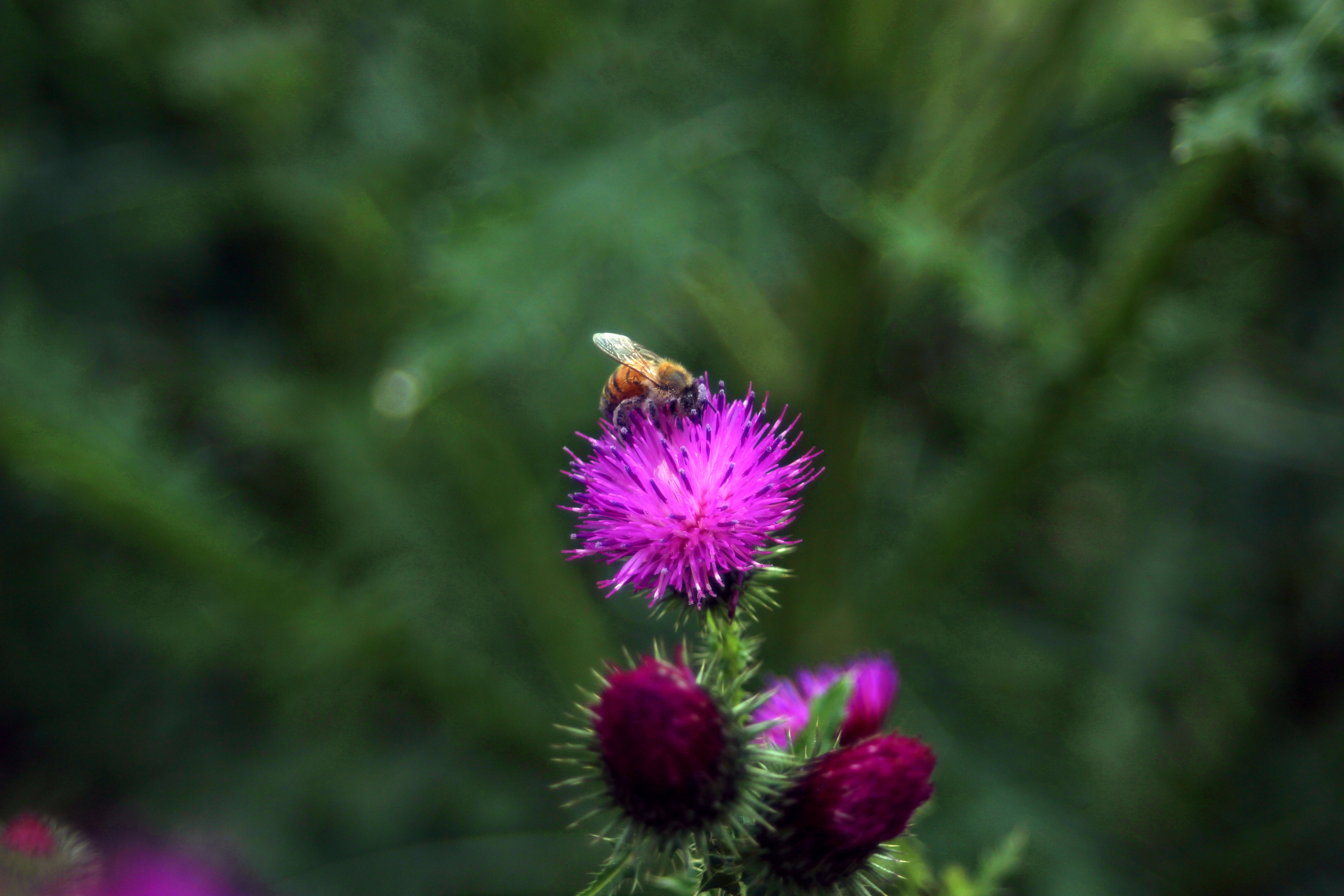 Thistle Booger Flowers free image download