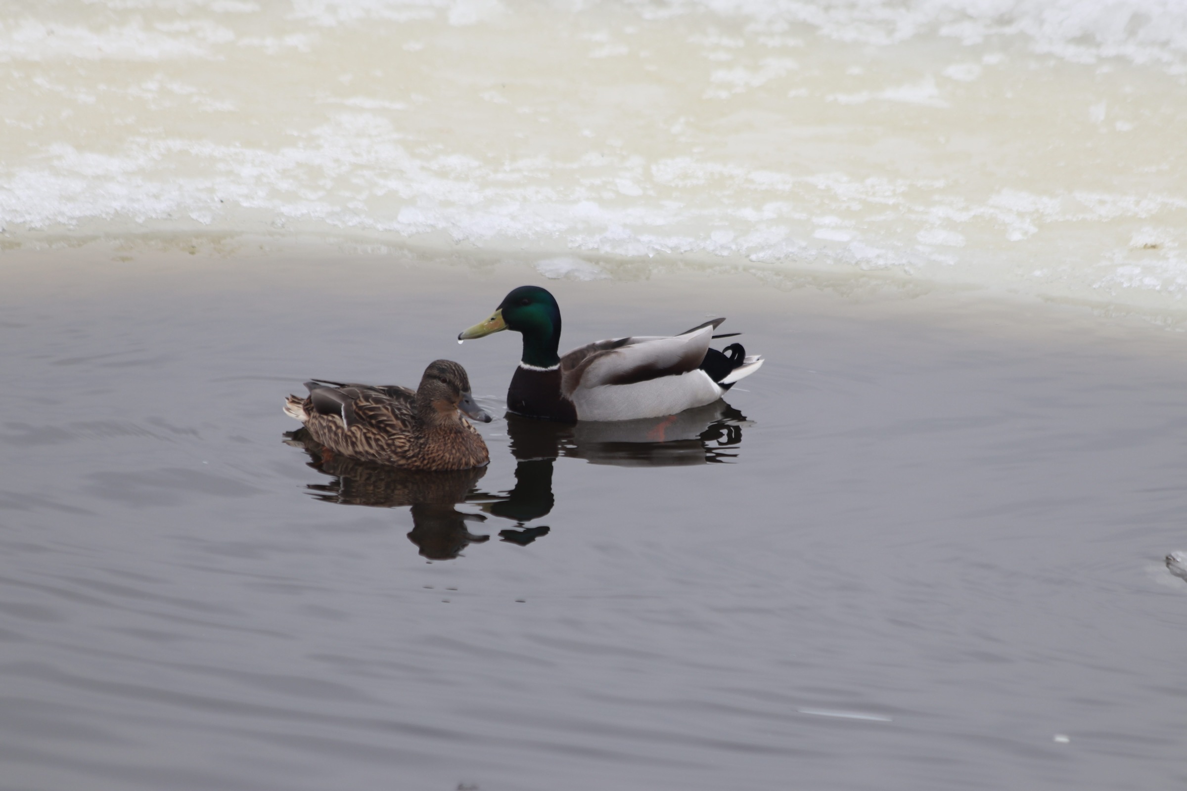 Water Duck Lake free image download