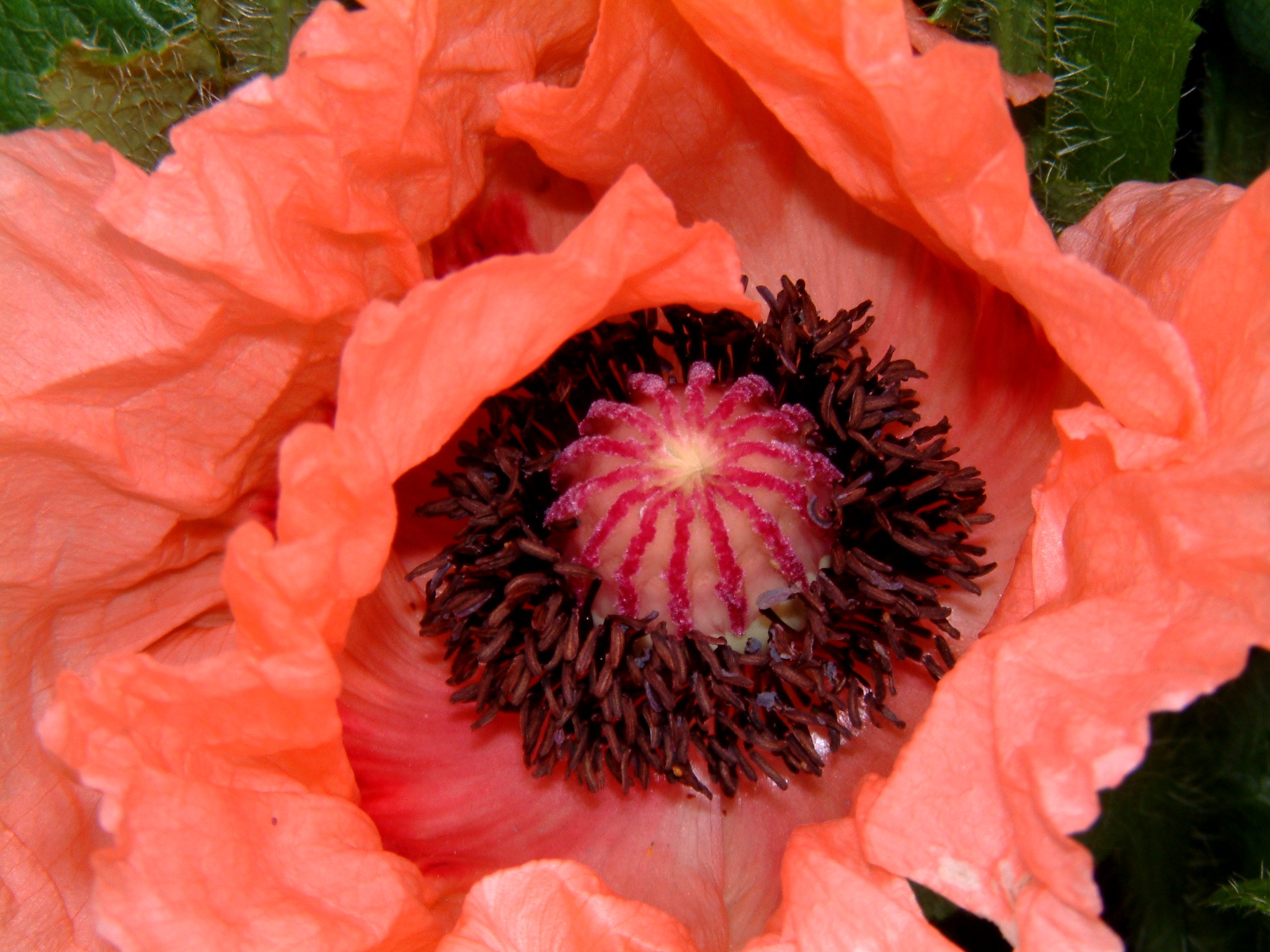 Flower Nature Closeup free image download