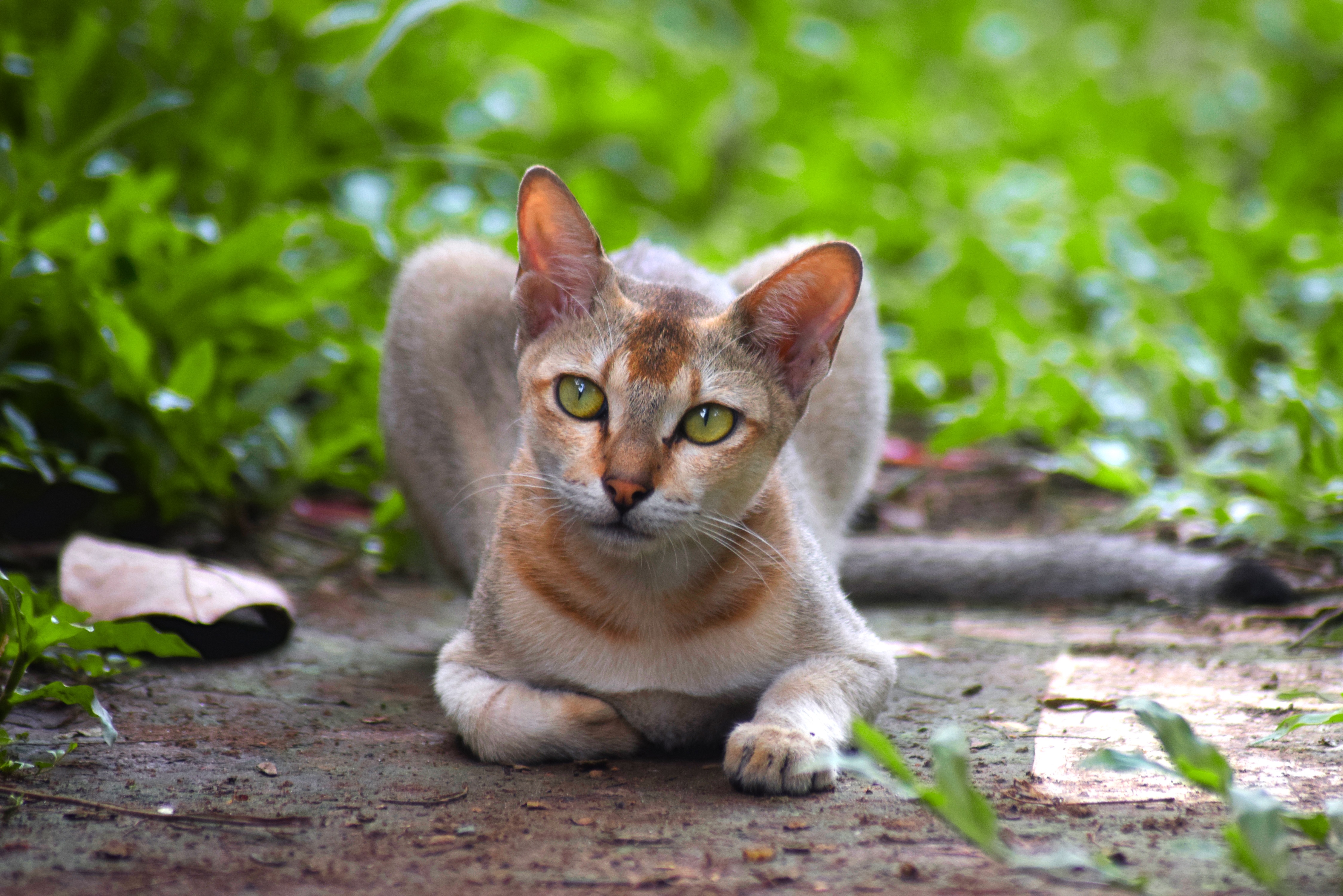 Cat Terrible Hunter free image download