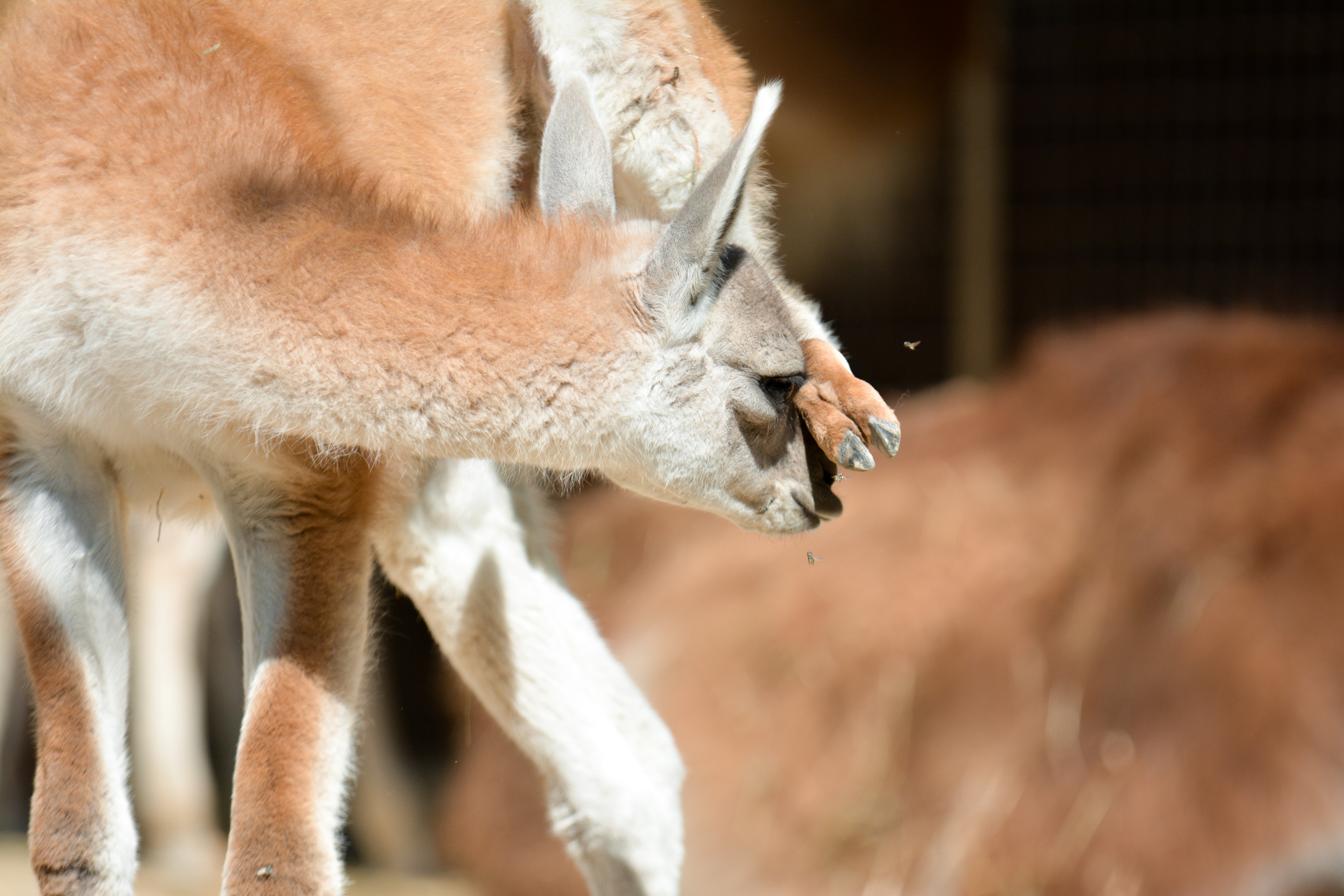 Animal Nature World free image download