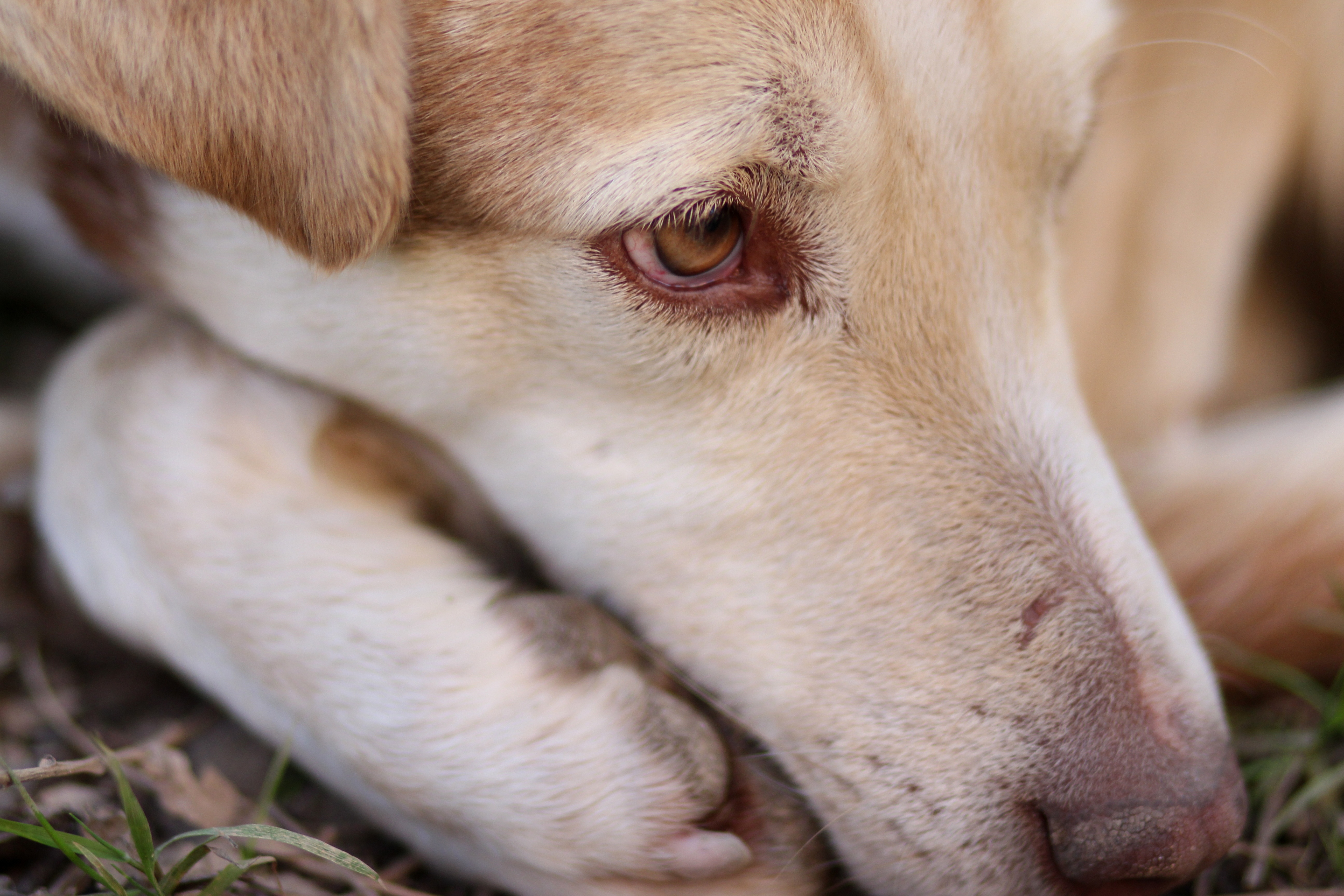Dog Rest Pet free image download