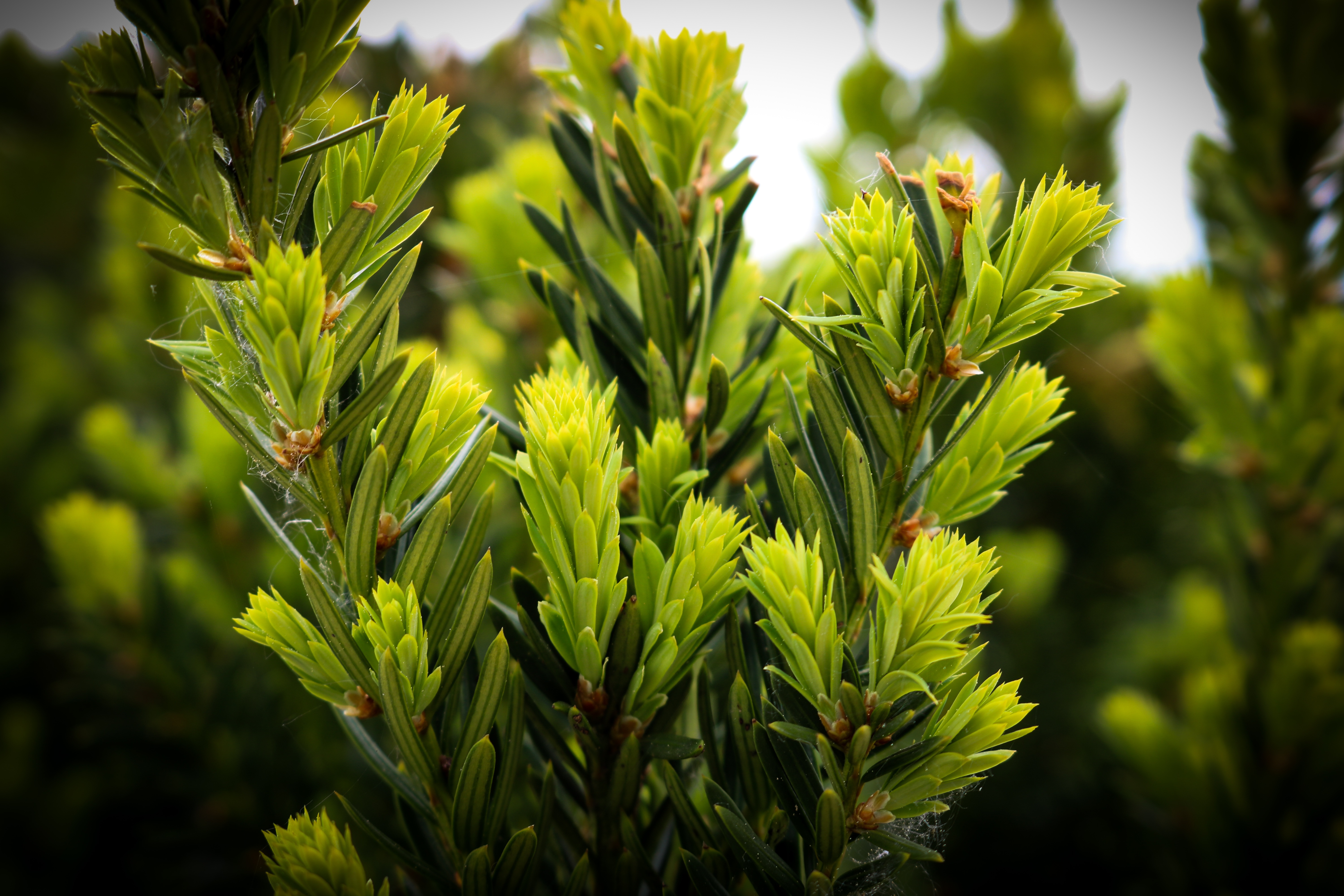 Green Nature Bush free image download
