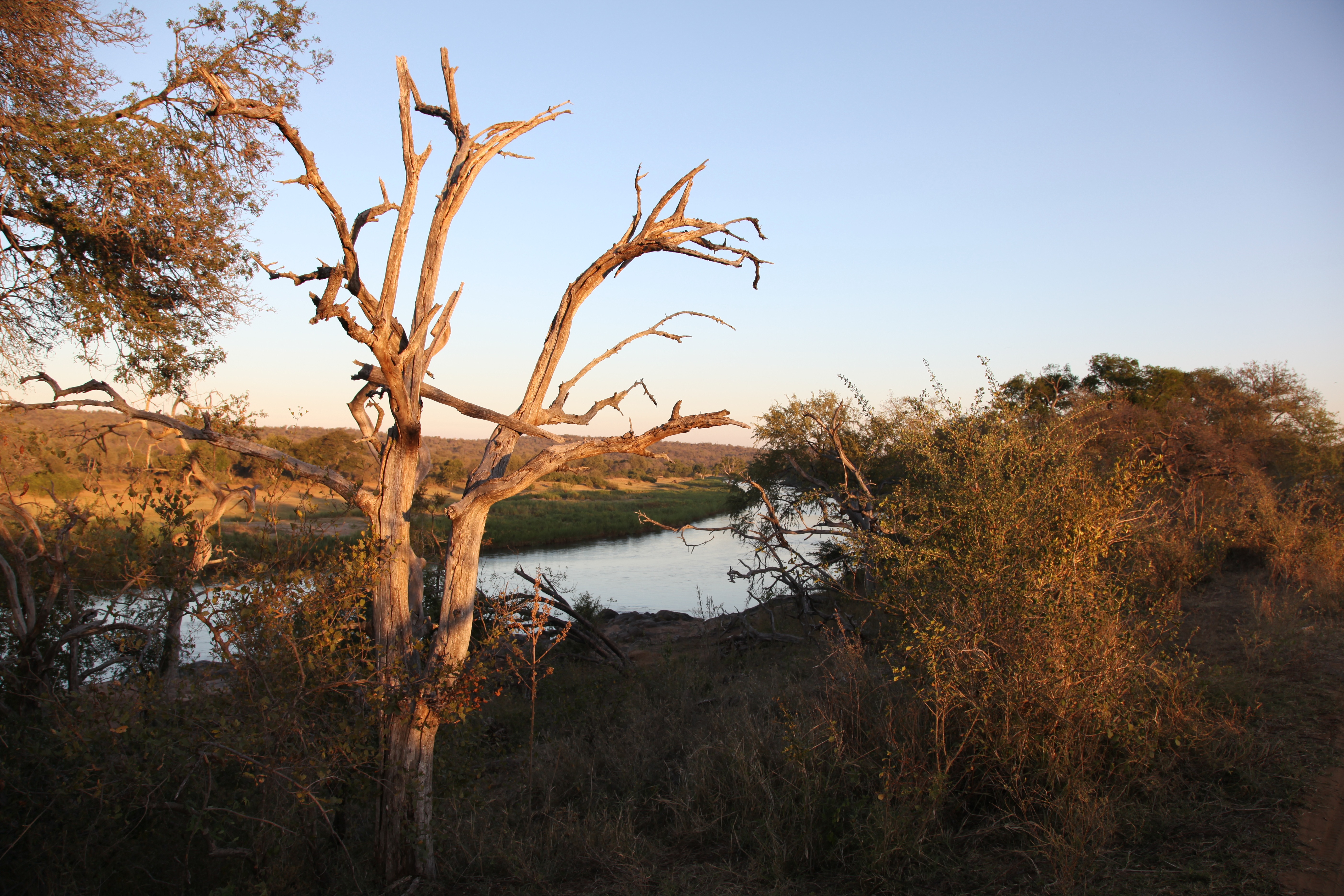 Nature Tree Landscape free image download