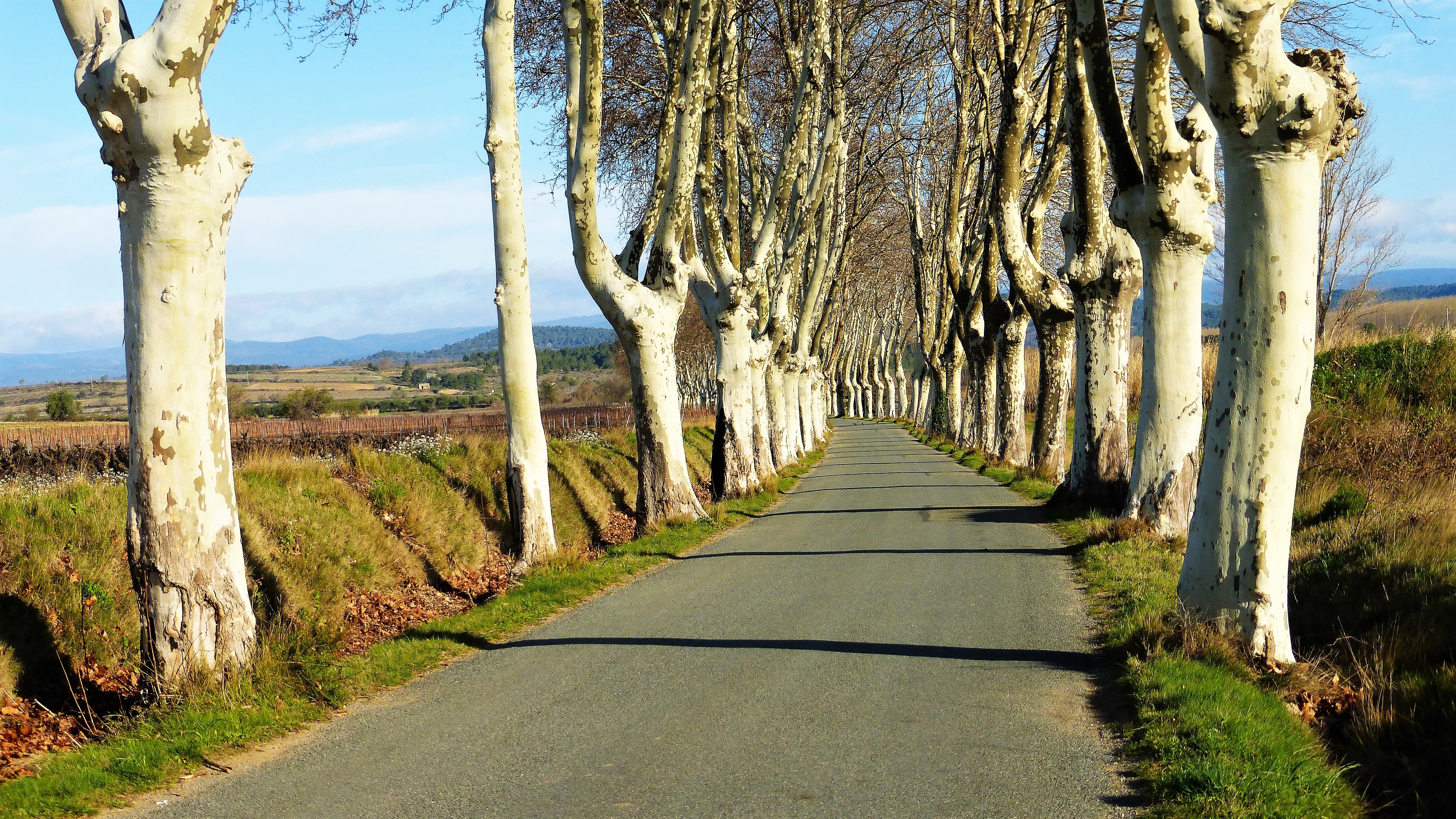 Nature France Tree free image download