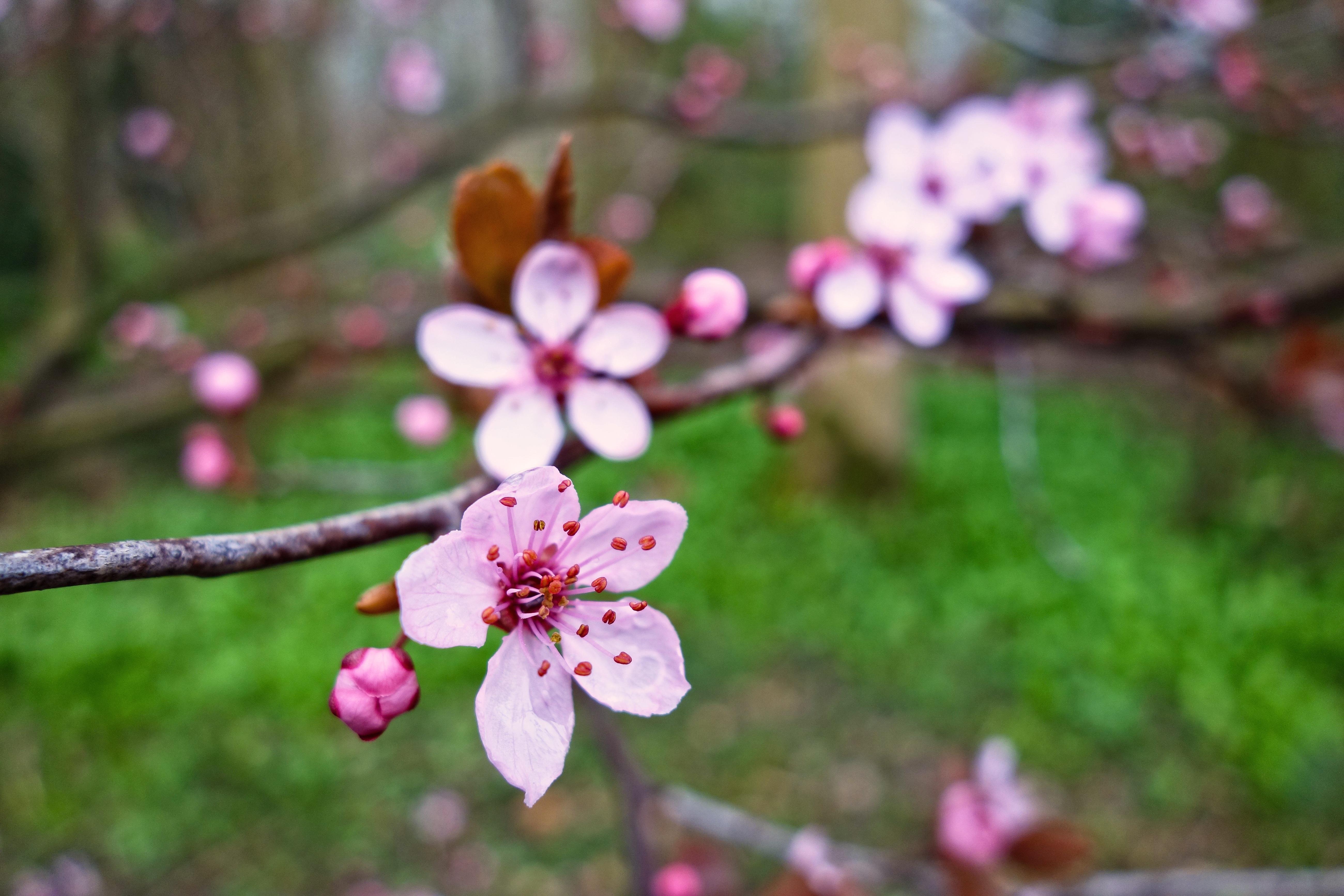 Prunus Nipponica Japanese Alpine free image download