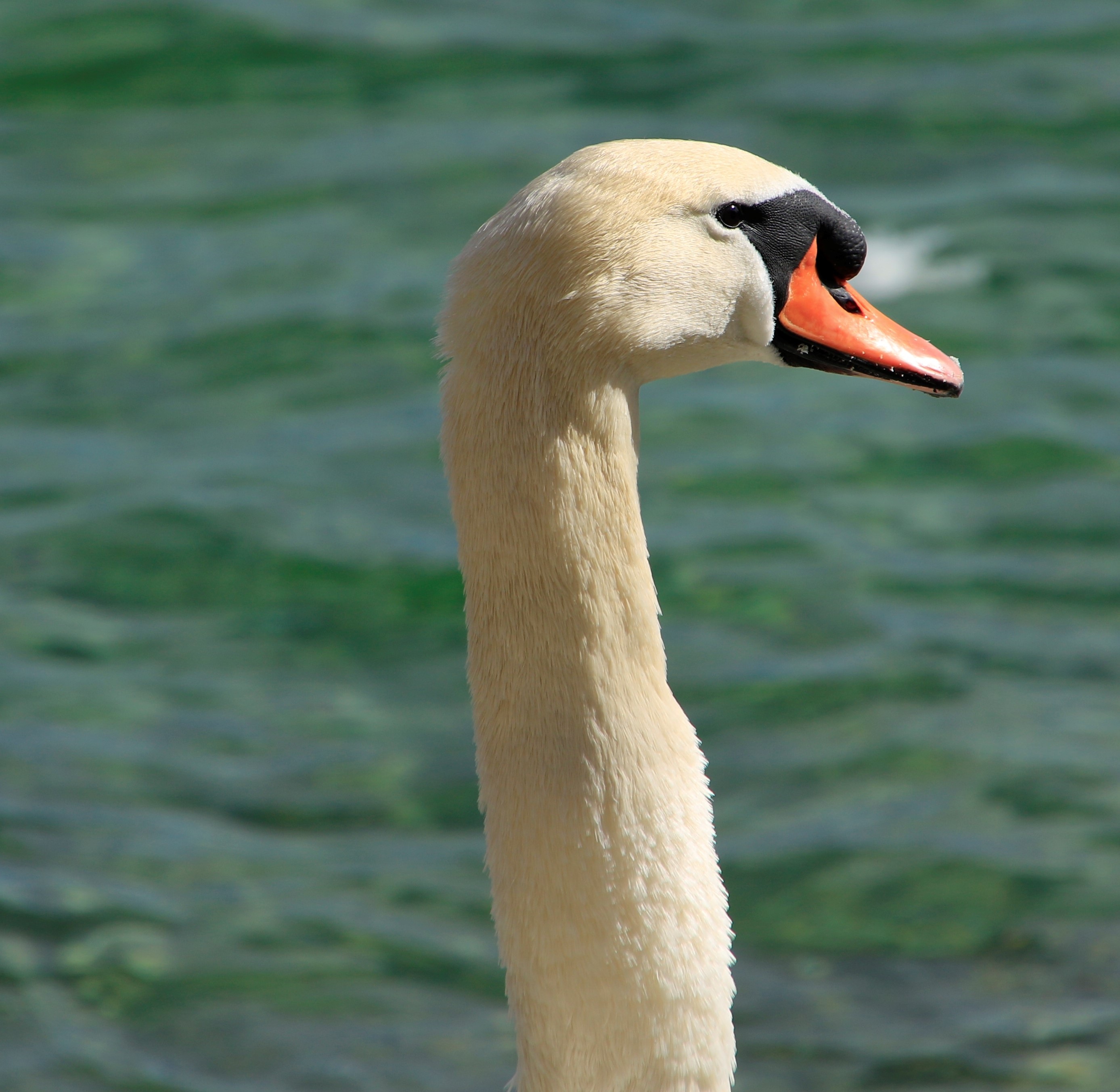 Swan Bird Lake Constance Water free image download