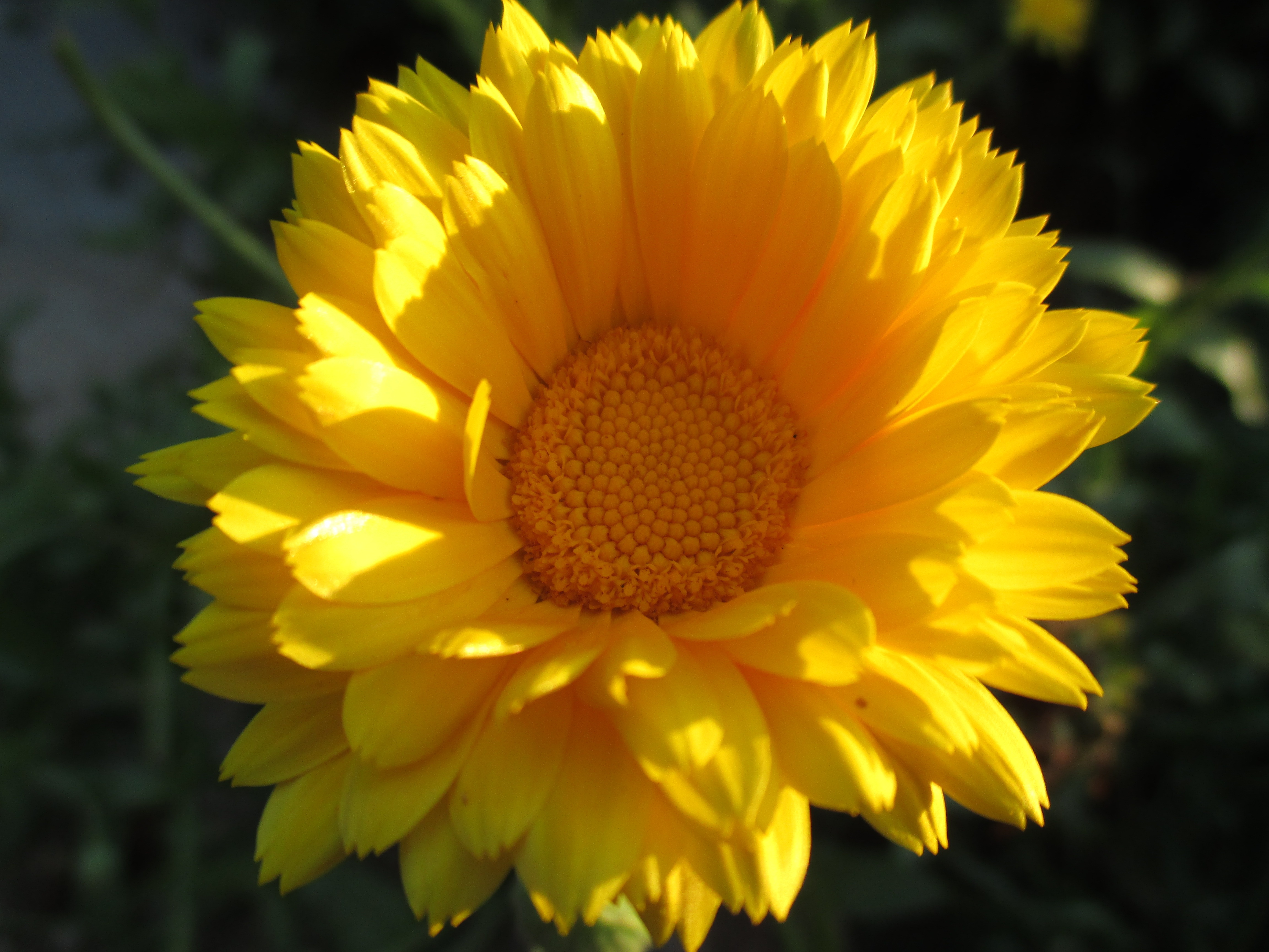 Nature Flower Plant free image download