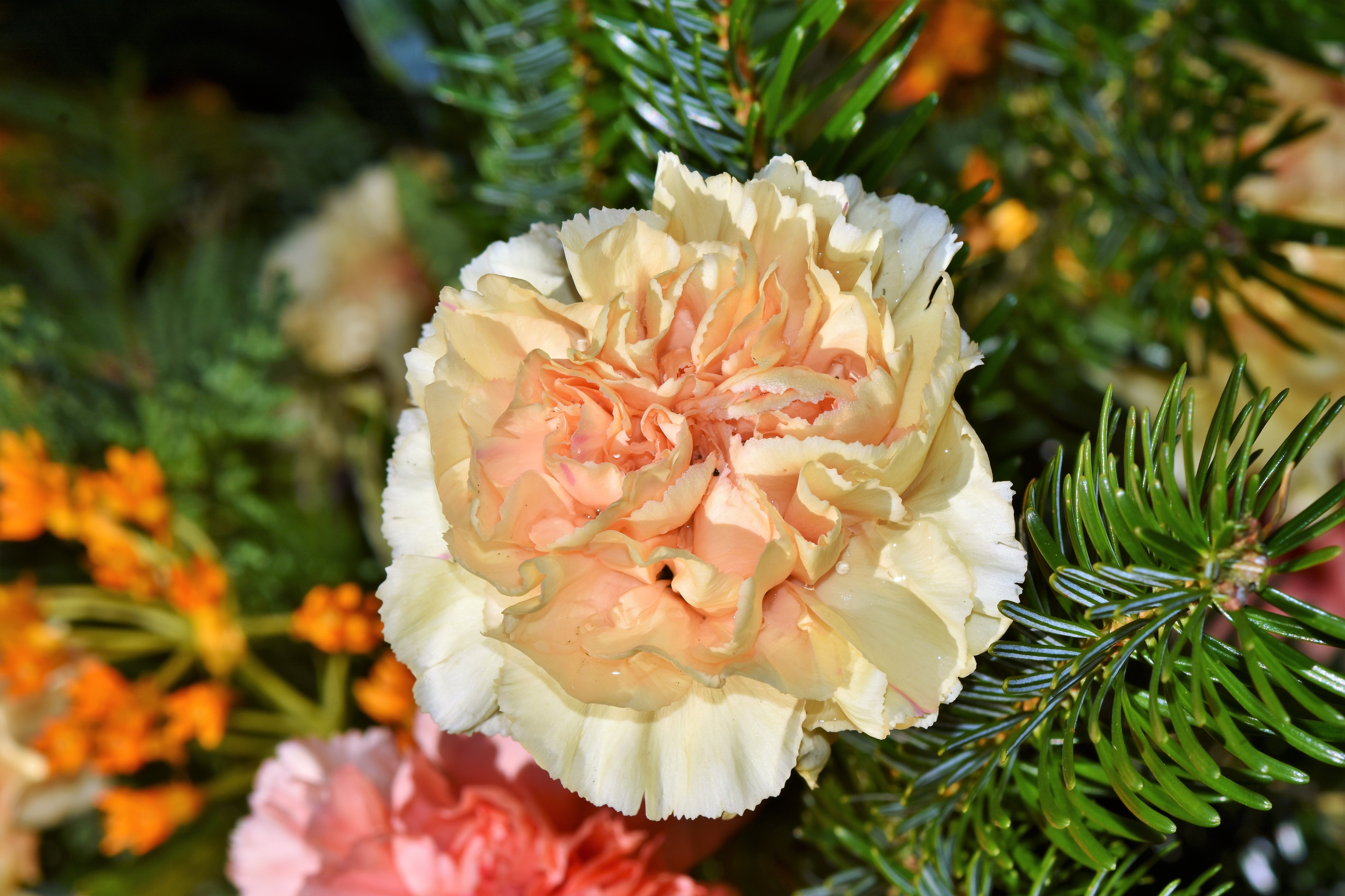 Carnation Carnations Arrangement free image download