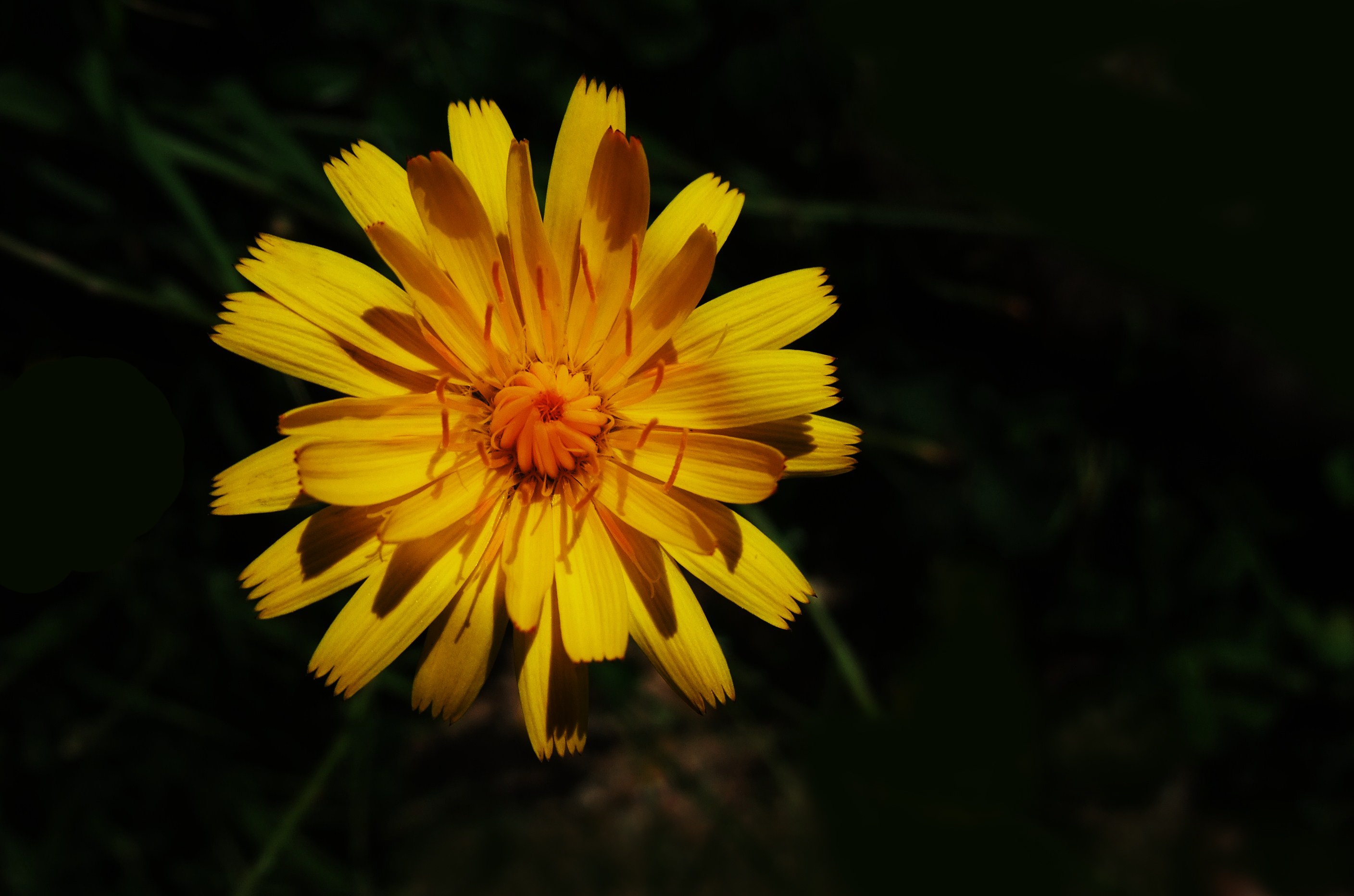 Nature Flower Bloom Rugged free image download
