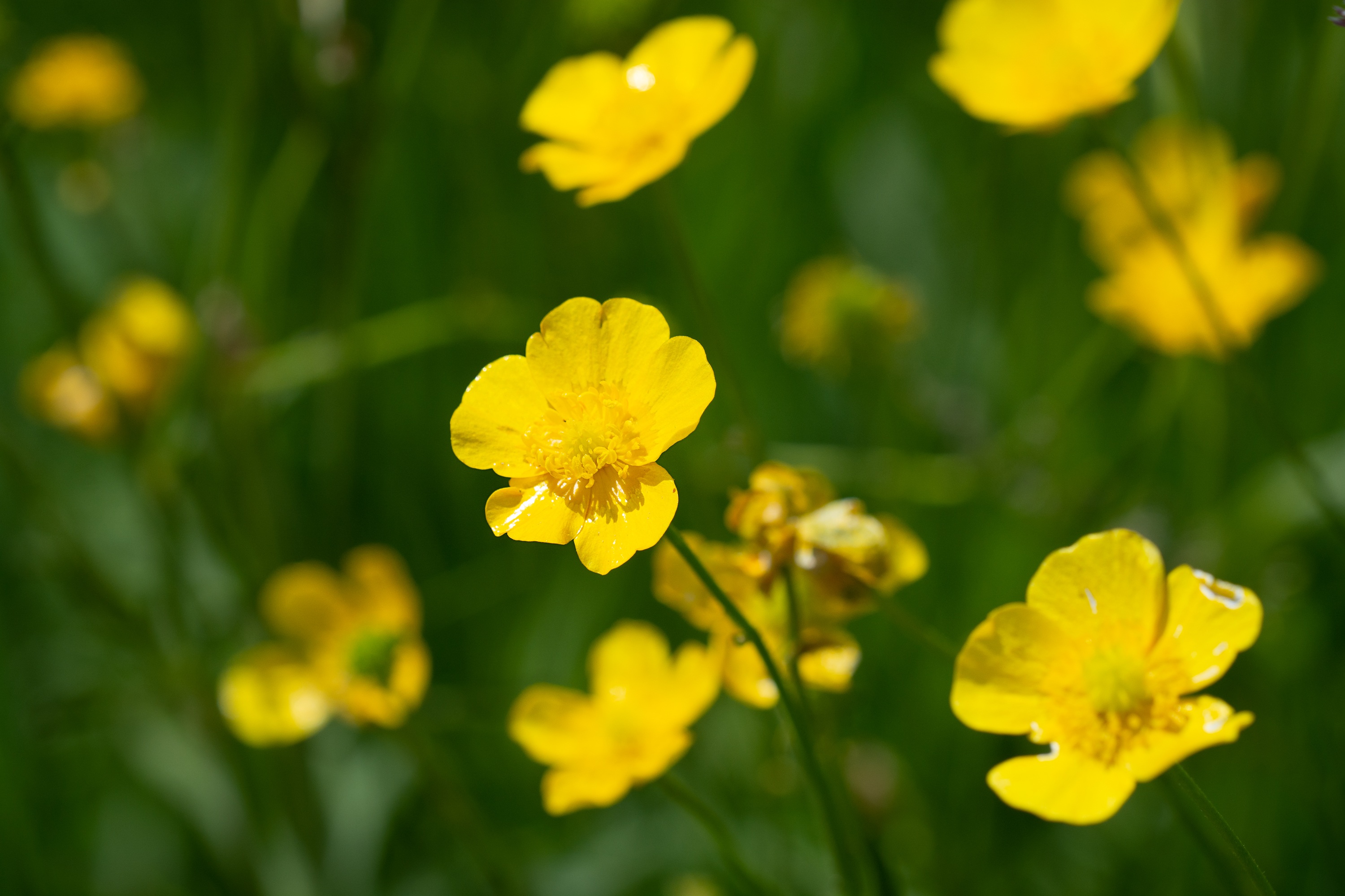 Buttercup Yellow Flowers free image download