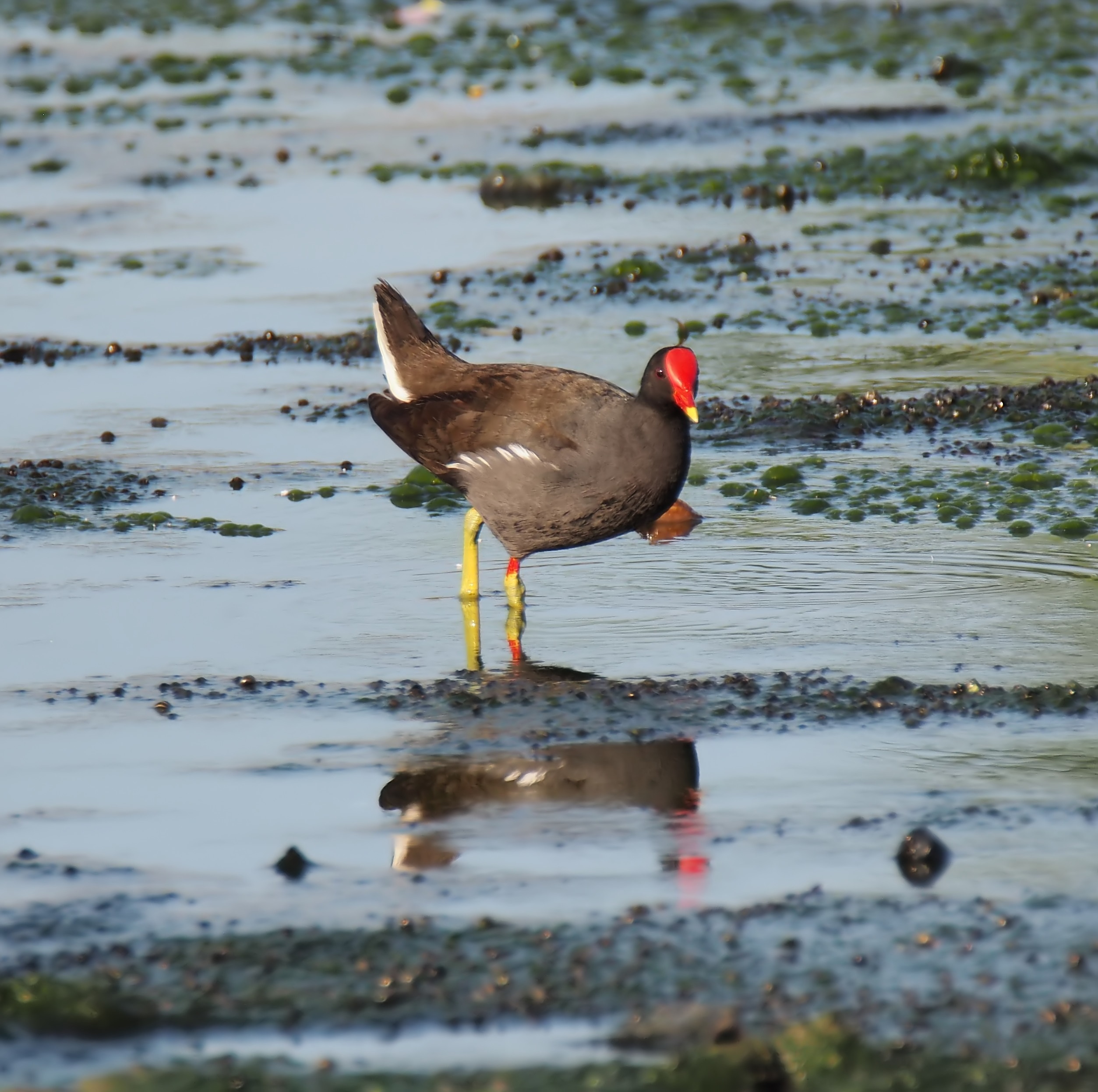 Bird Wildlife Water free image download