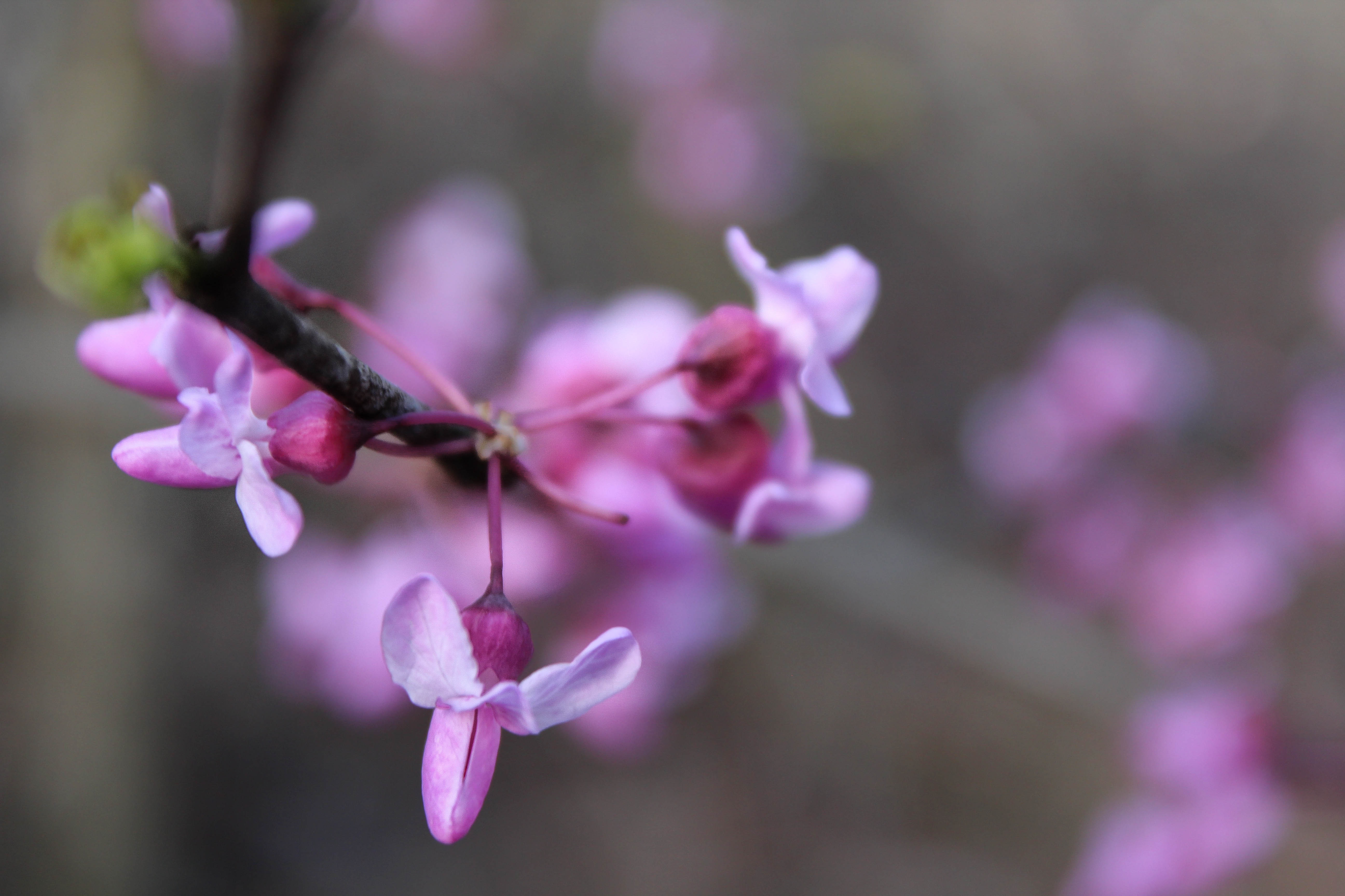 Red-Bud Pink Small free image download