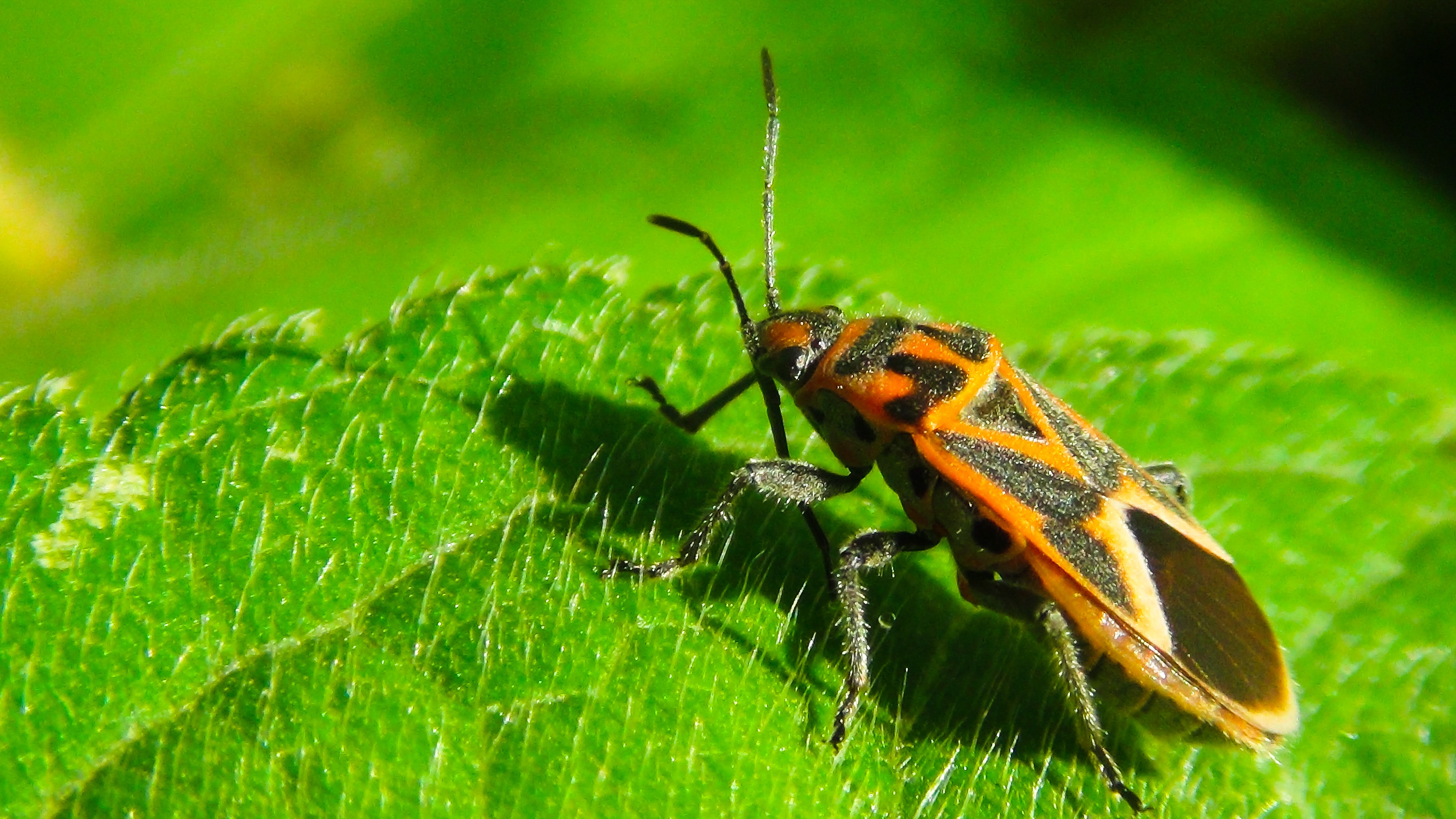 Insect Insects Life free image download