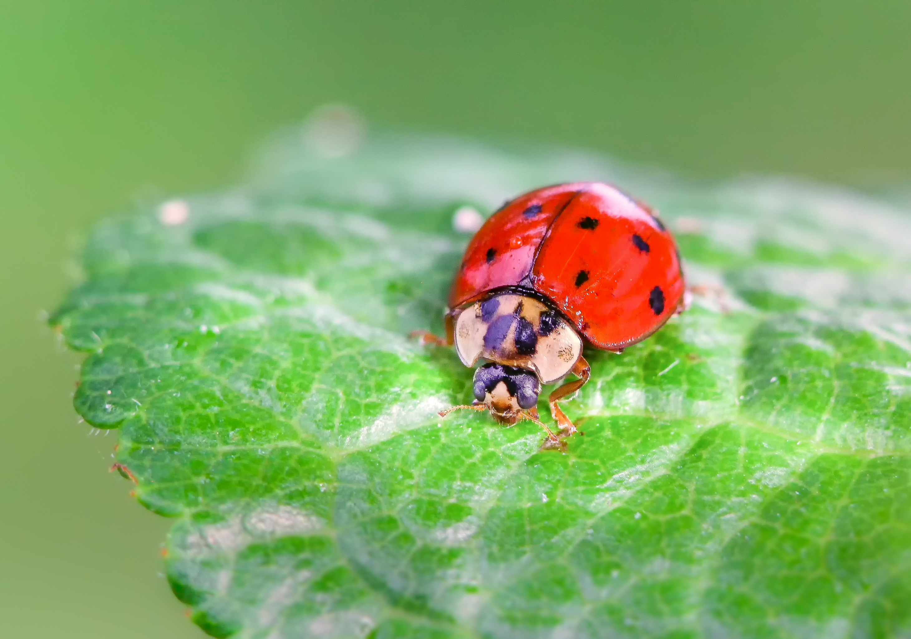 Animals Insect Nature free image download