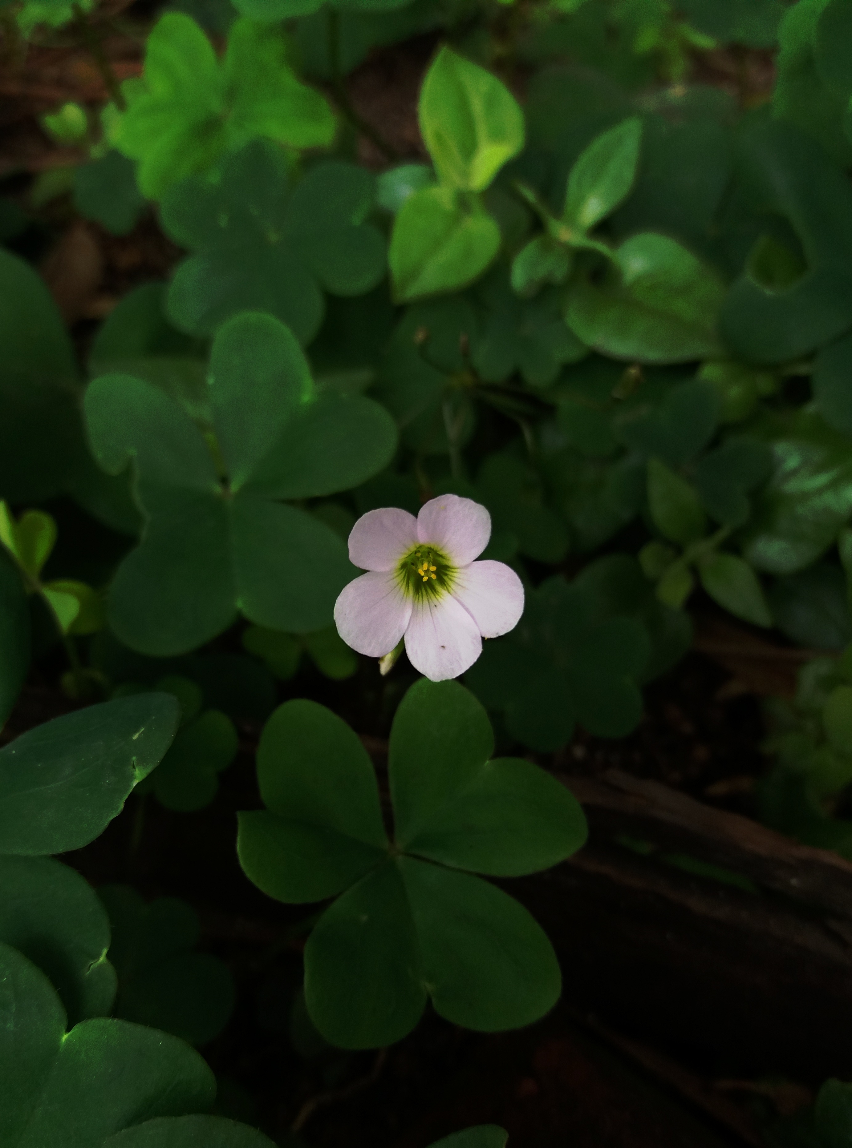 Flower Small Things free image download