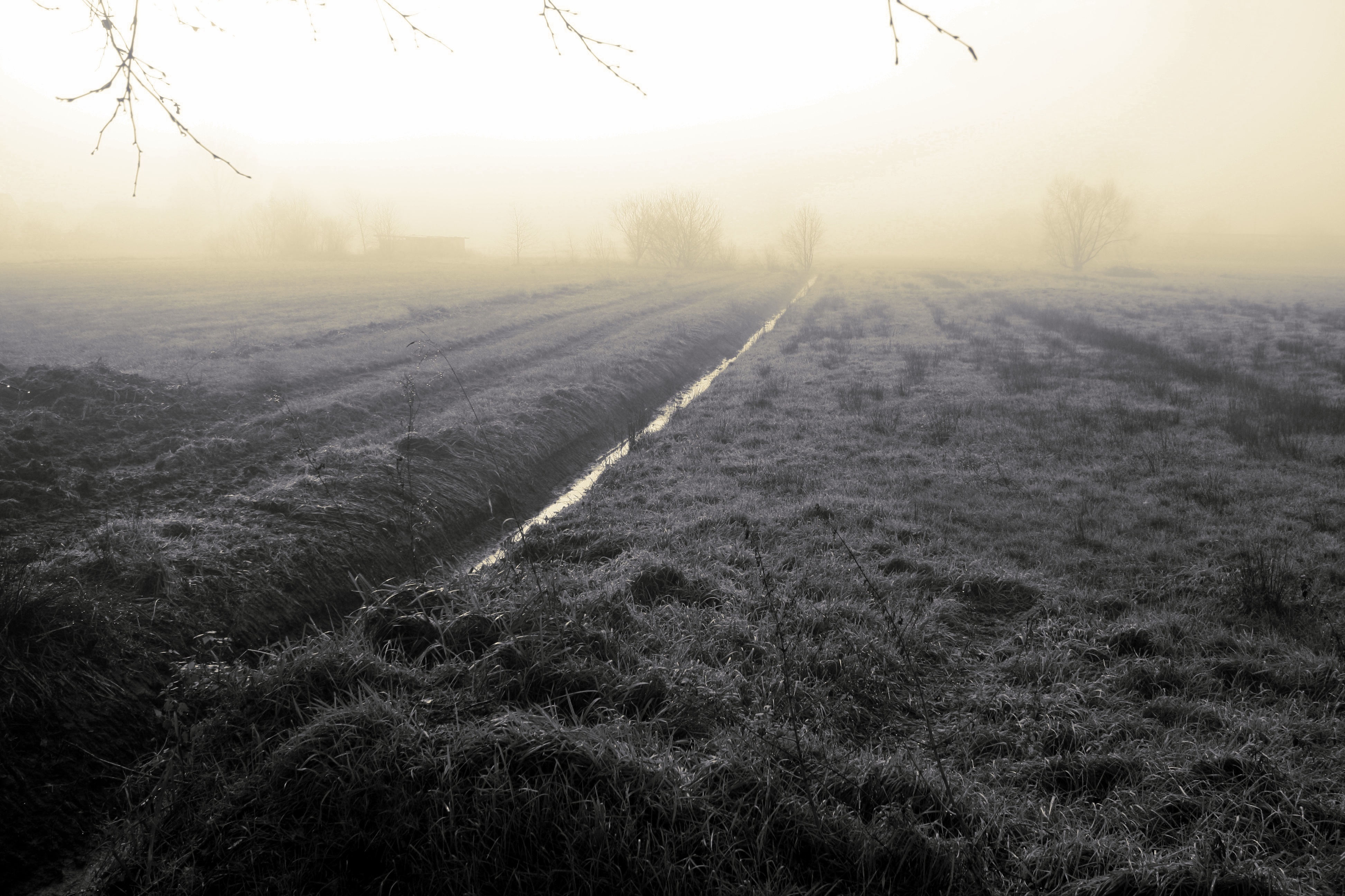 Fog Nature Wide free image download