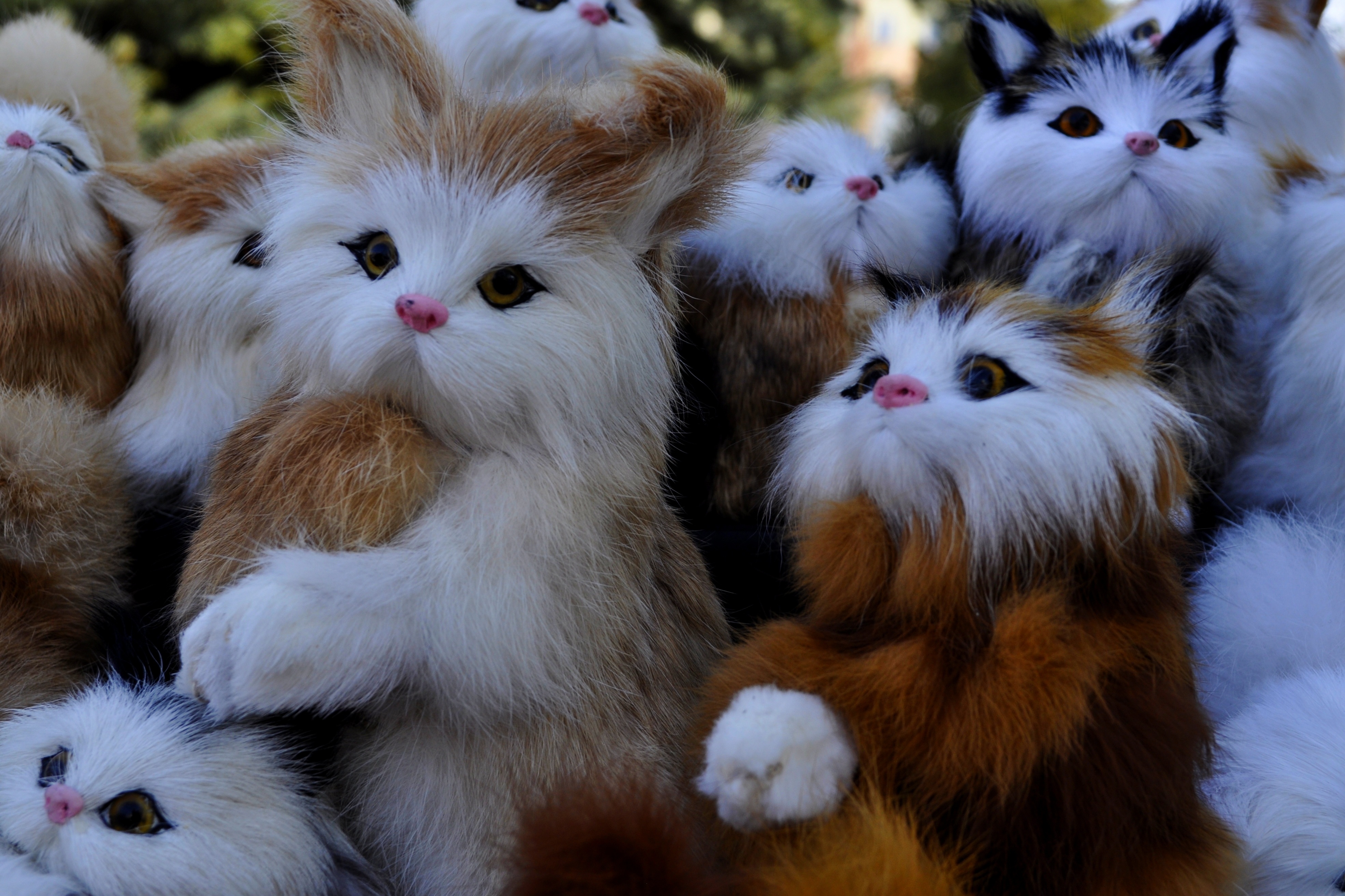 Mammals Charming Animals free image download