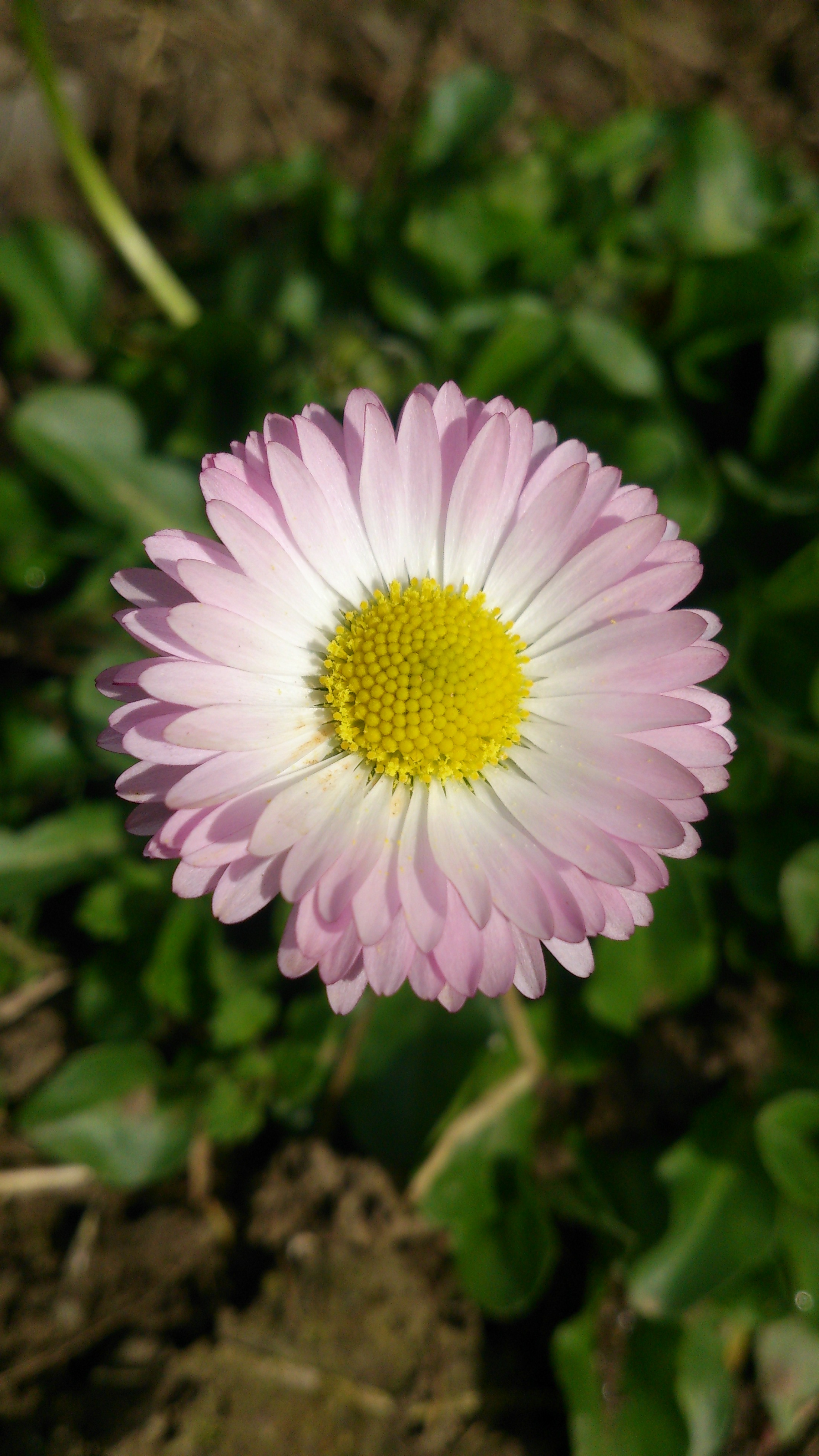 Nature Flora Flower free image download