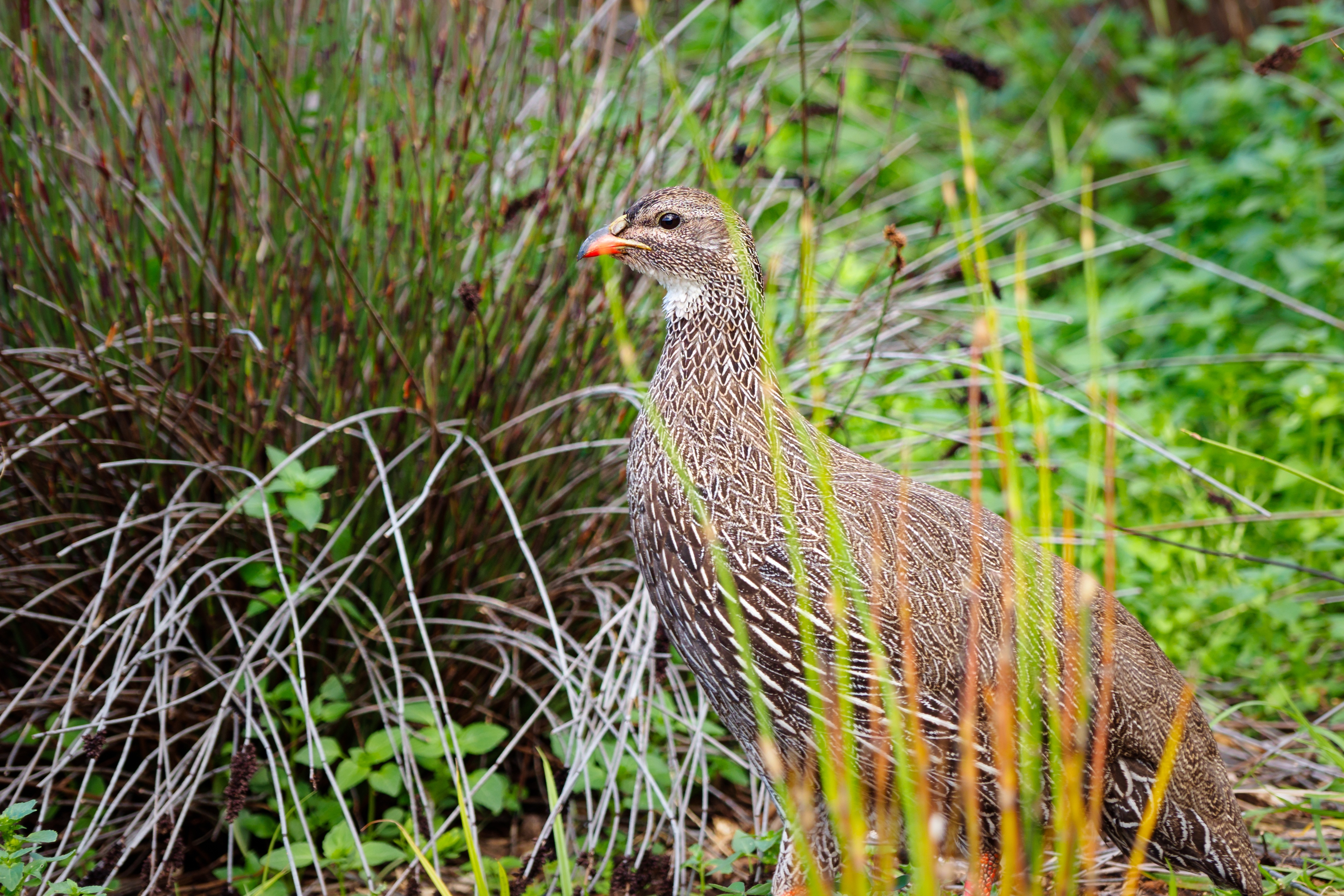 Cape Spurfowl Francolin Bird free image download