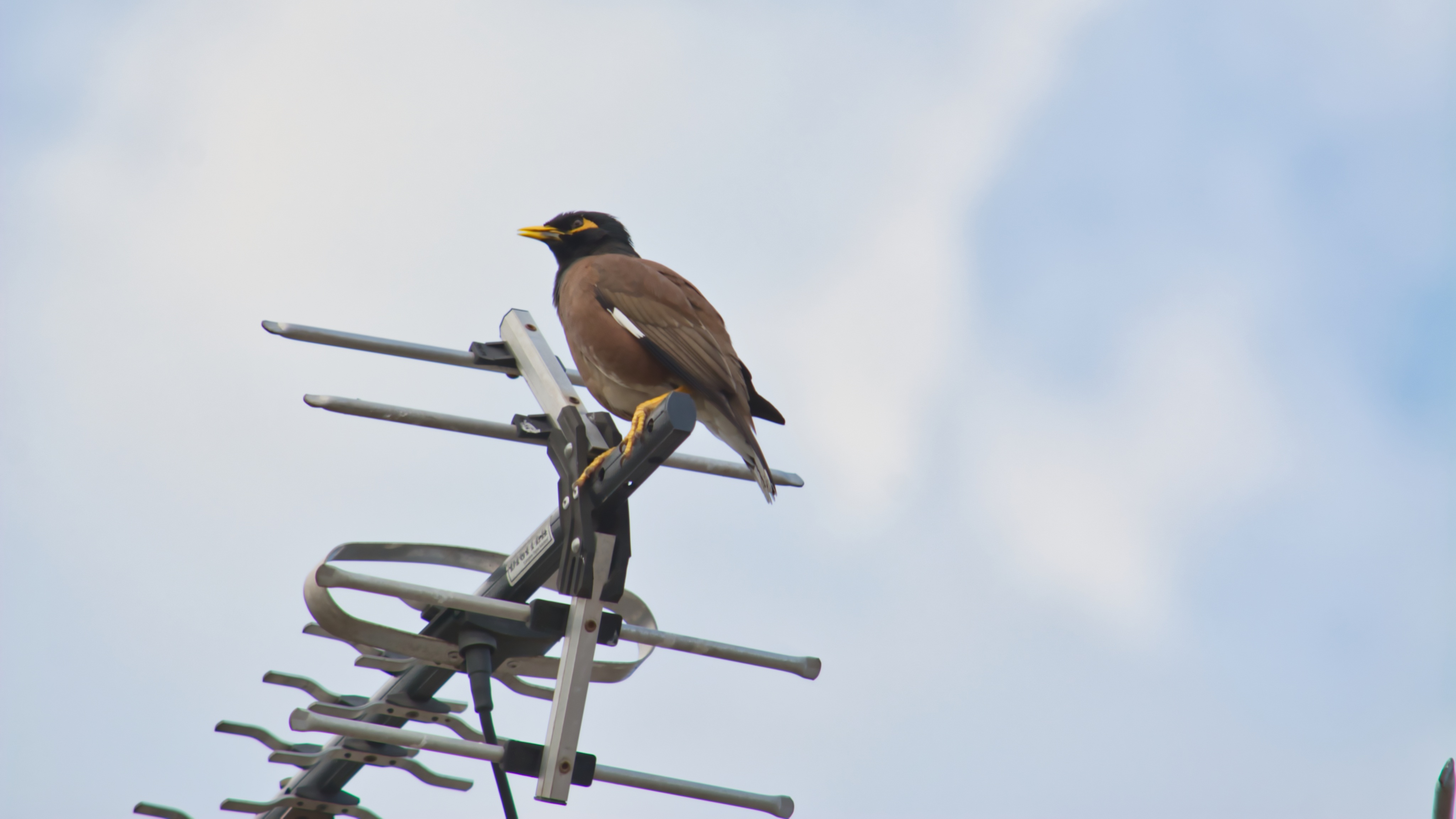 Bird Myna Fauna free image download