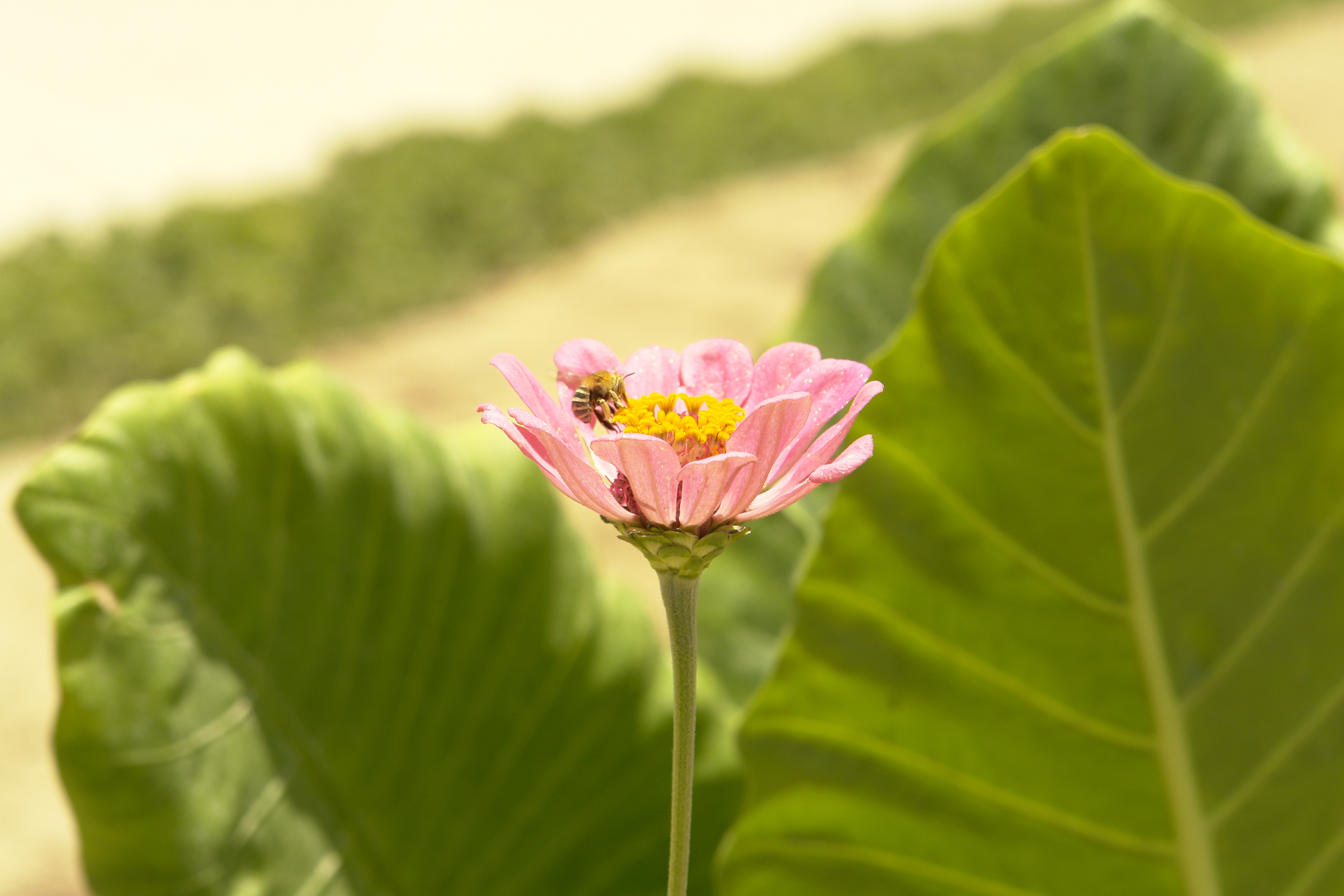 Flower Benguela Angola free image download