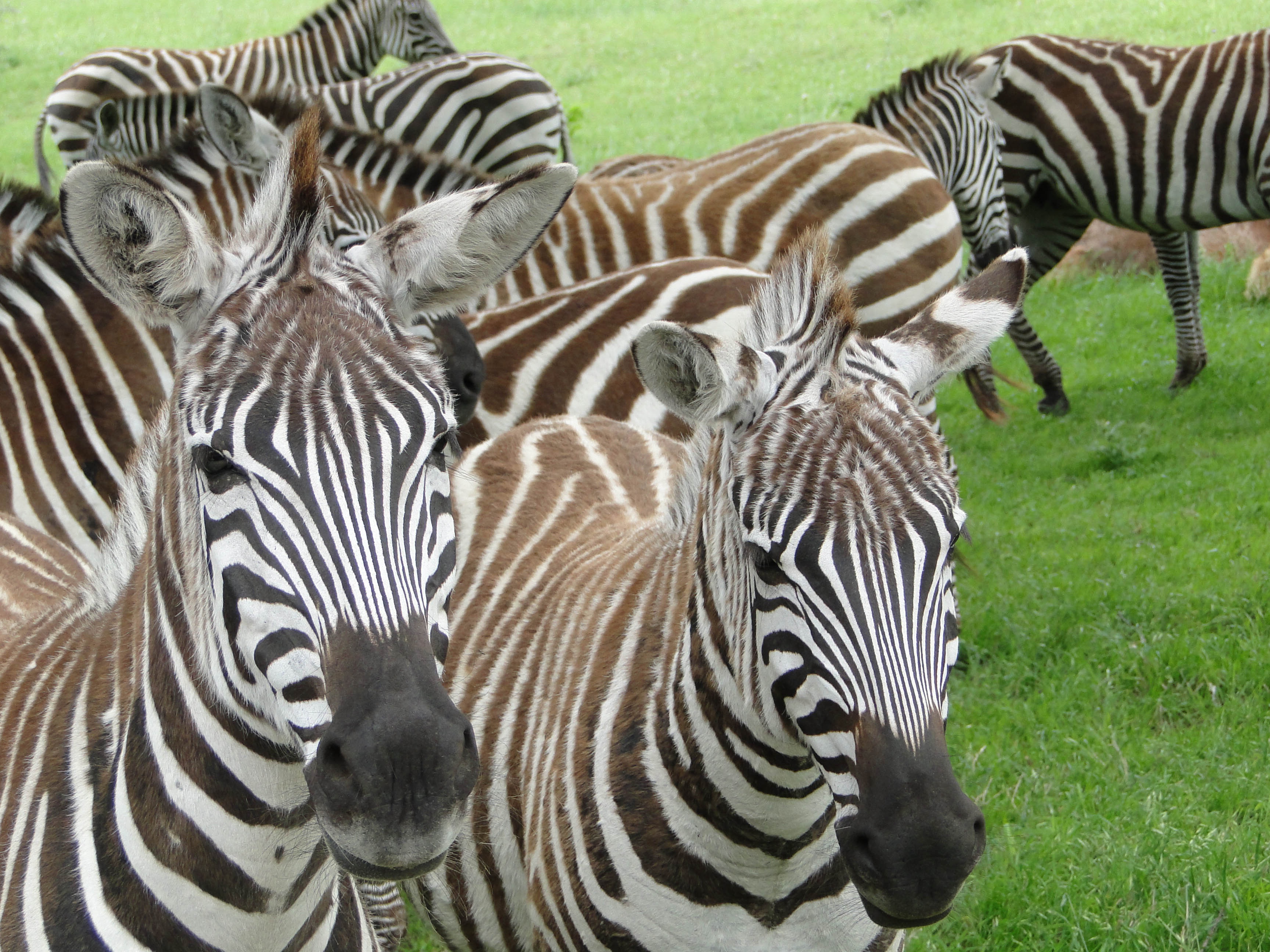 Zebra Wildlife Nature free image download