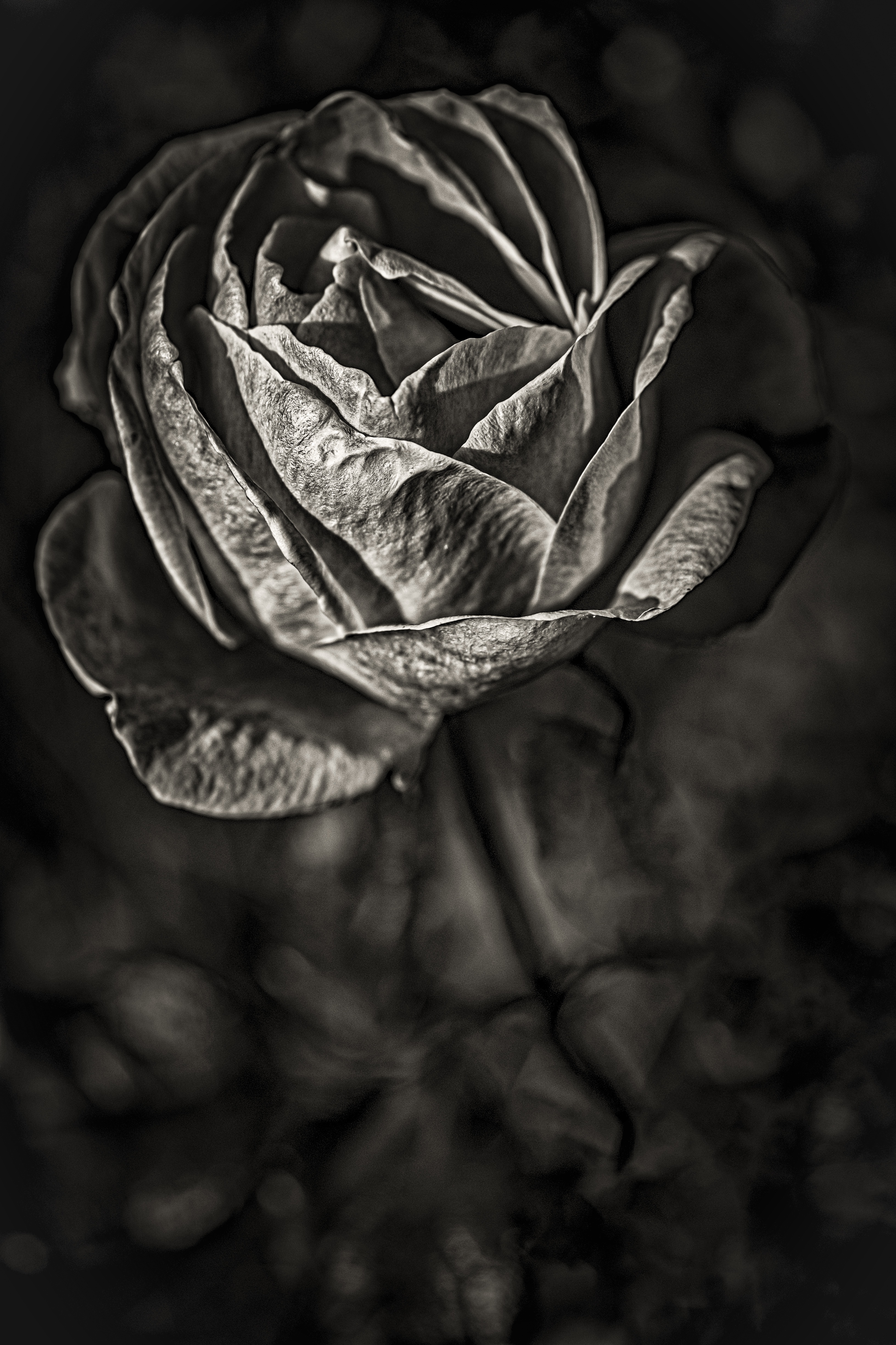 Rhodes Rose White free image download