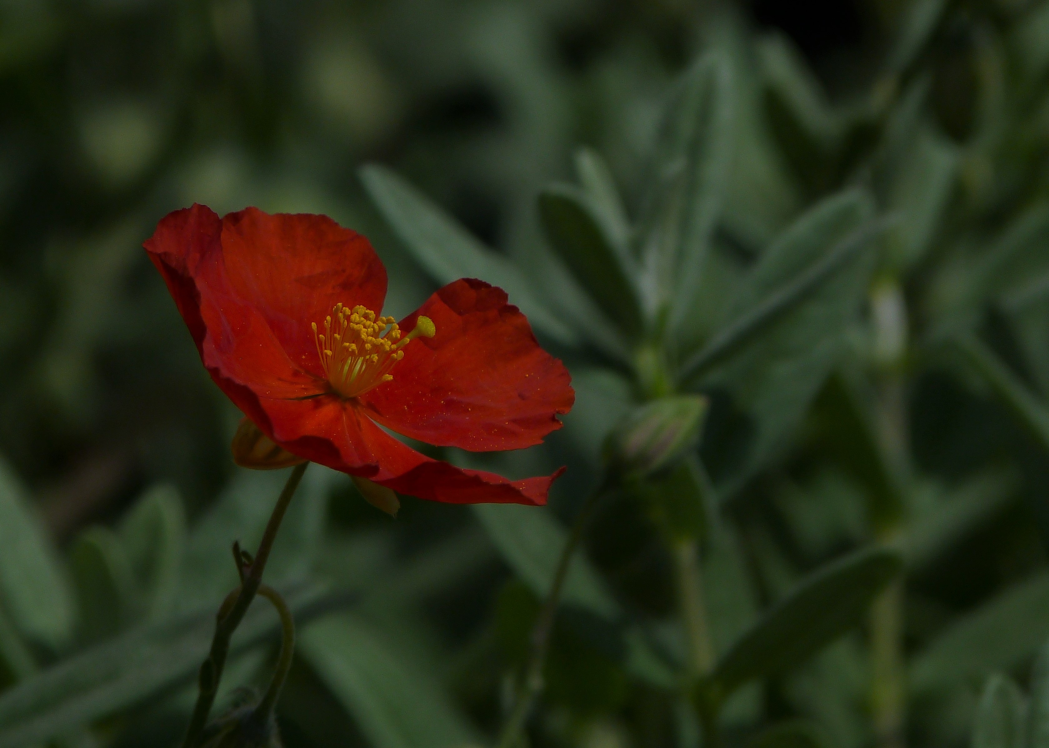 Single Flower Red free image download