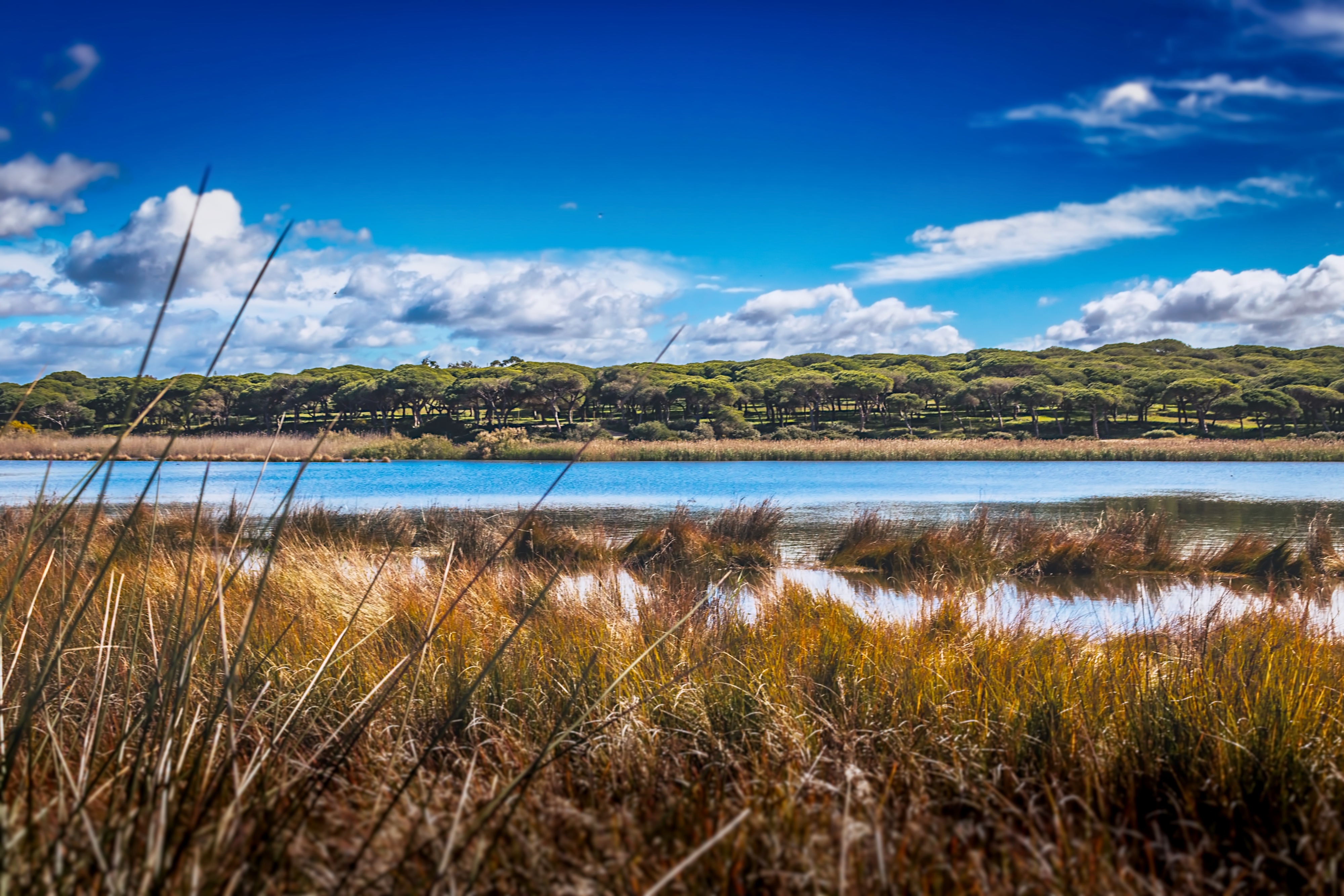 River Delta Water Nature free image download