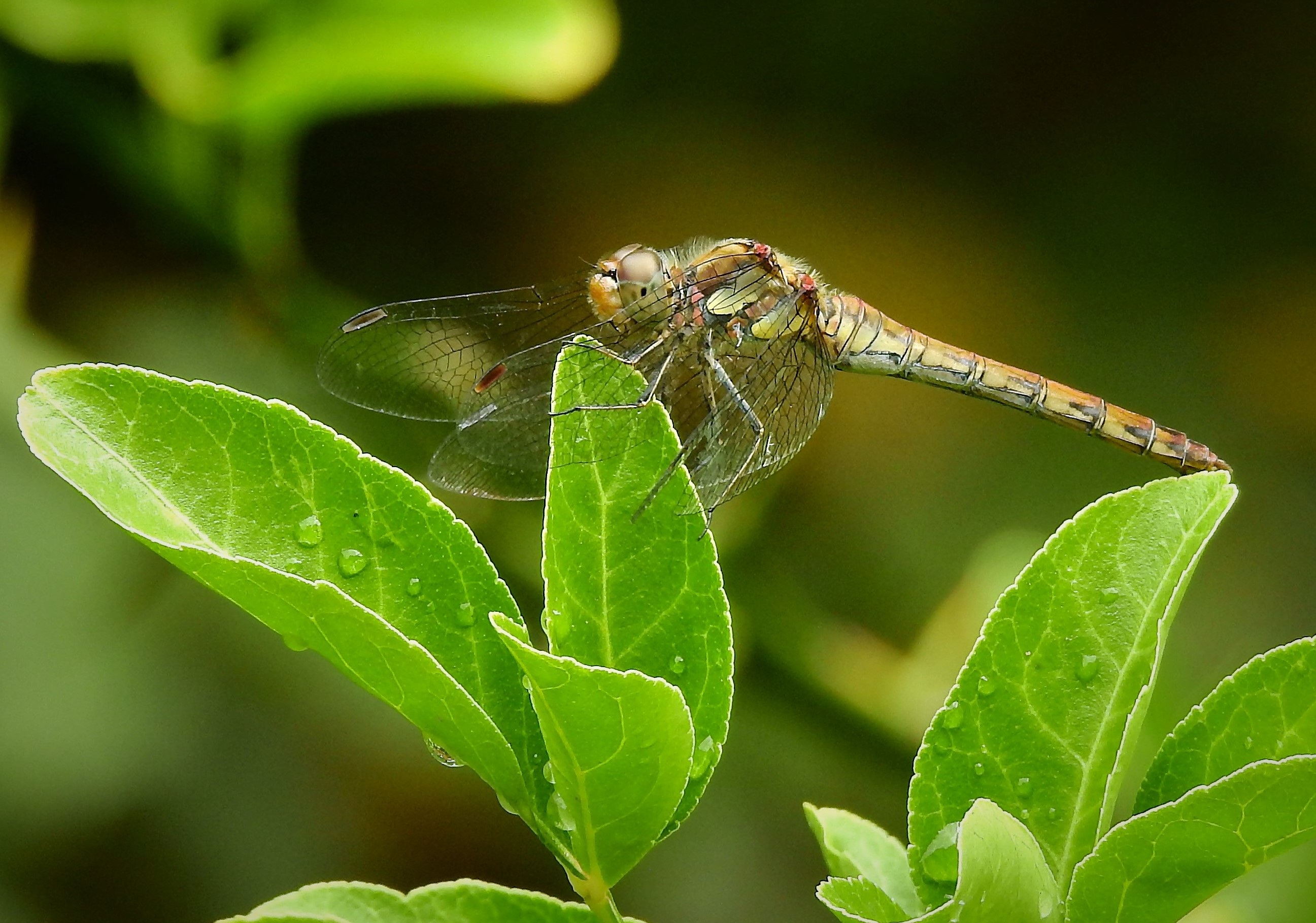 Nature Bug Sheet free image download