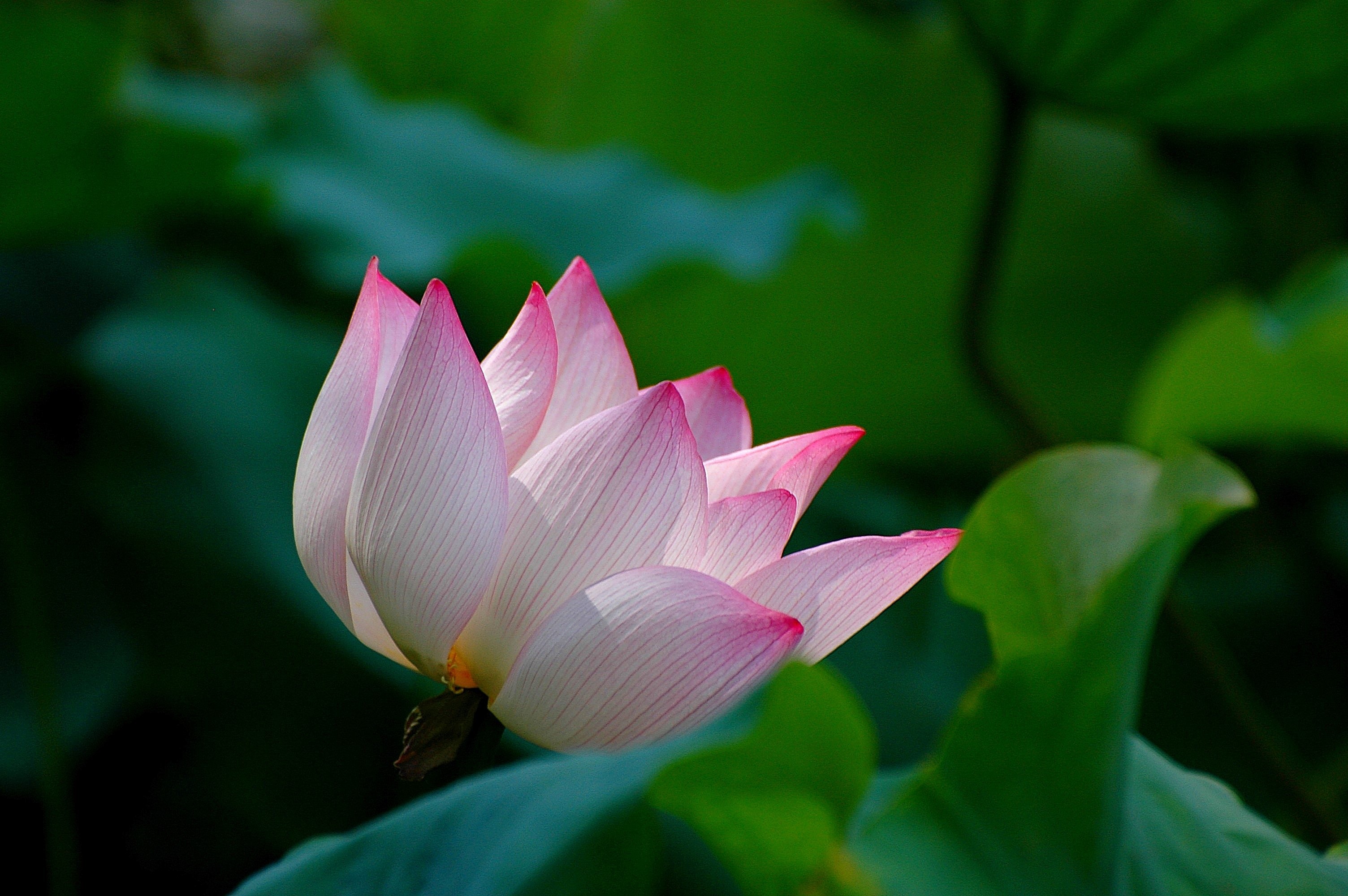 Plant Flower Leaf free image download