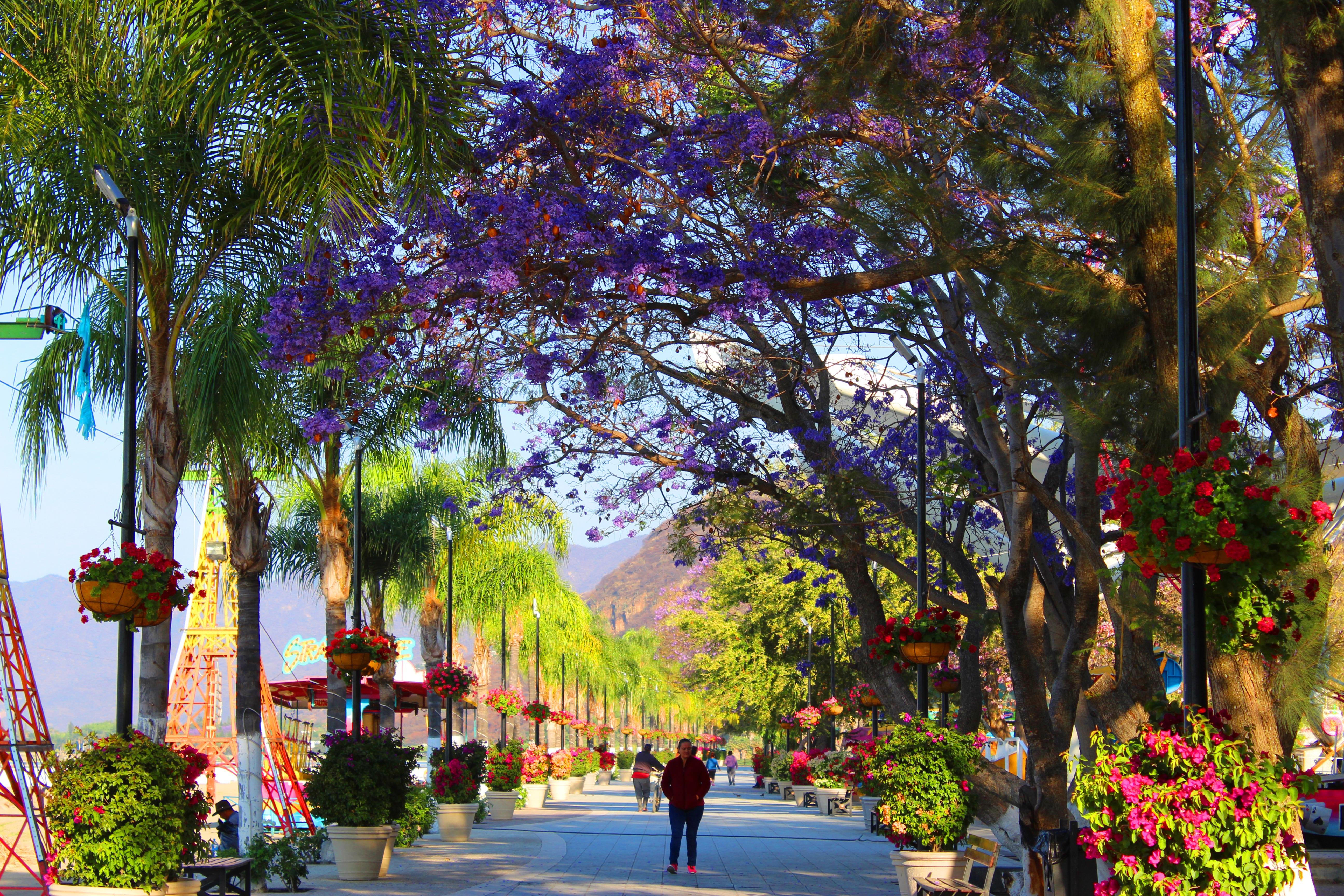 Tree Park Travel free image download
