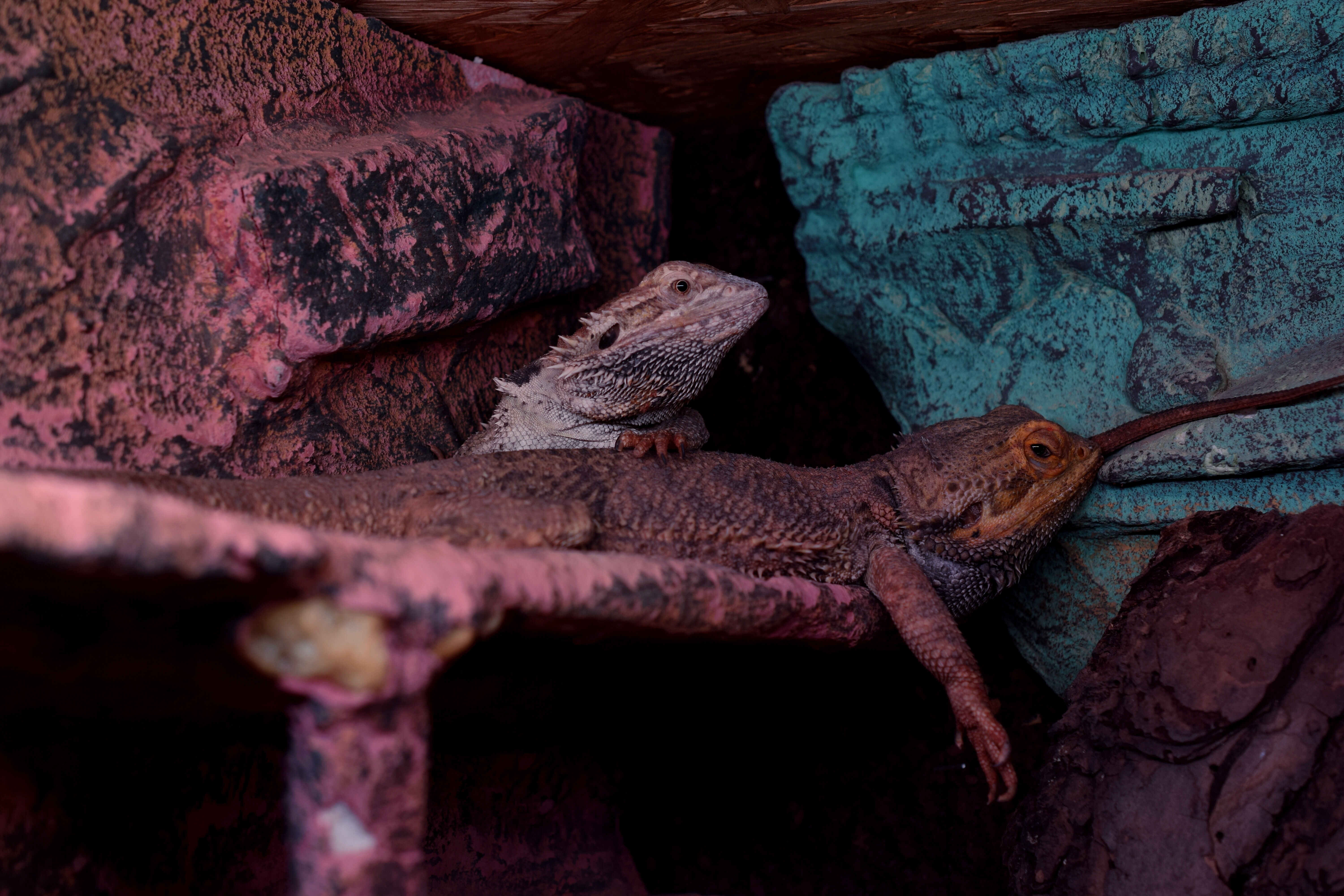 Bearded Dragons Agame Tired free image download