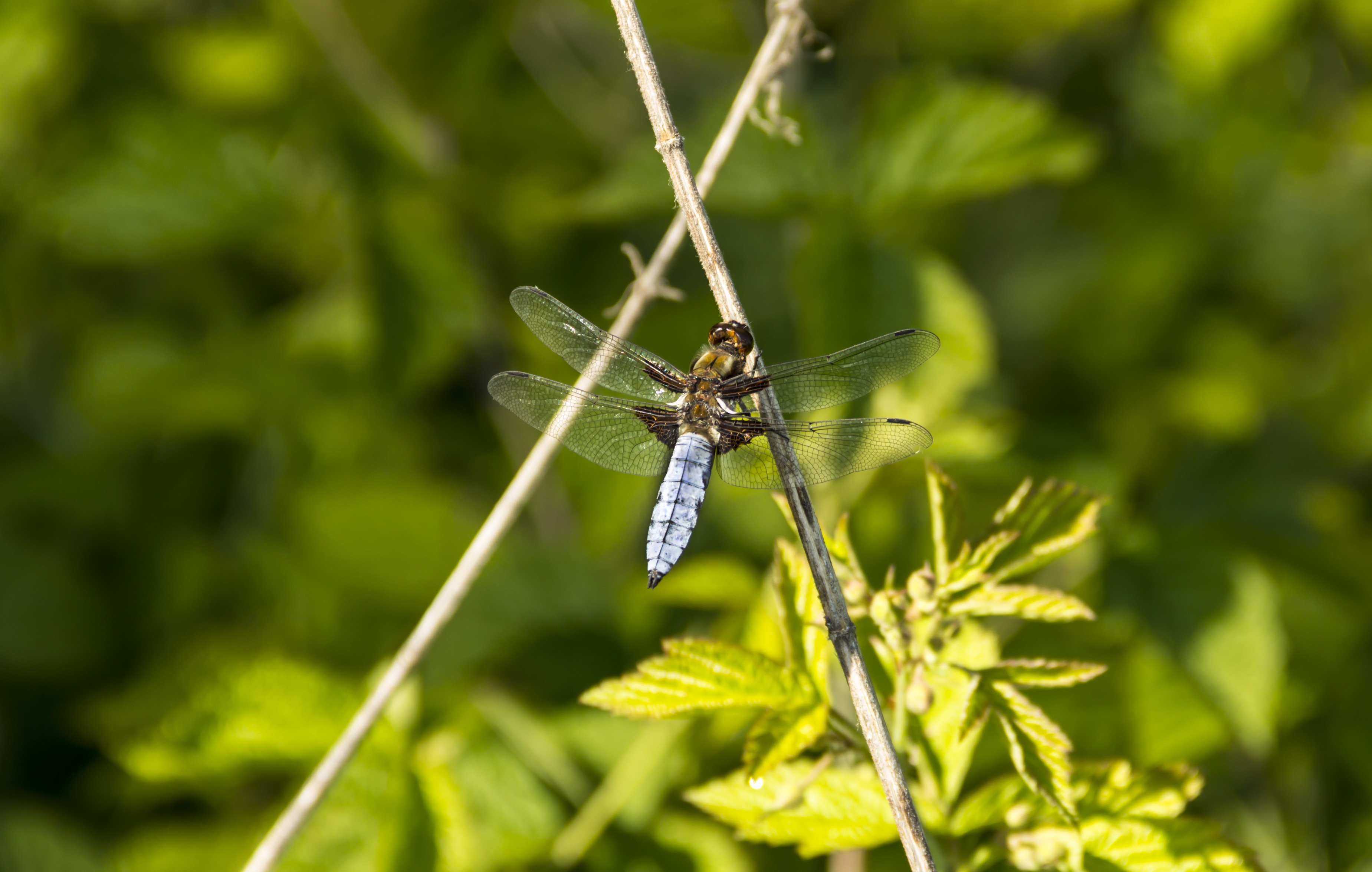 Dragonfly Sitting On A Stick free image download