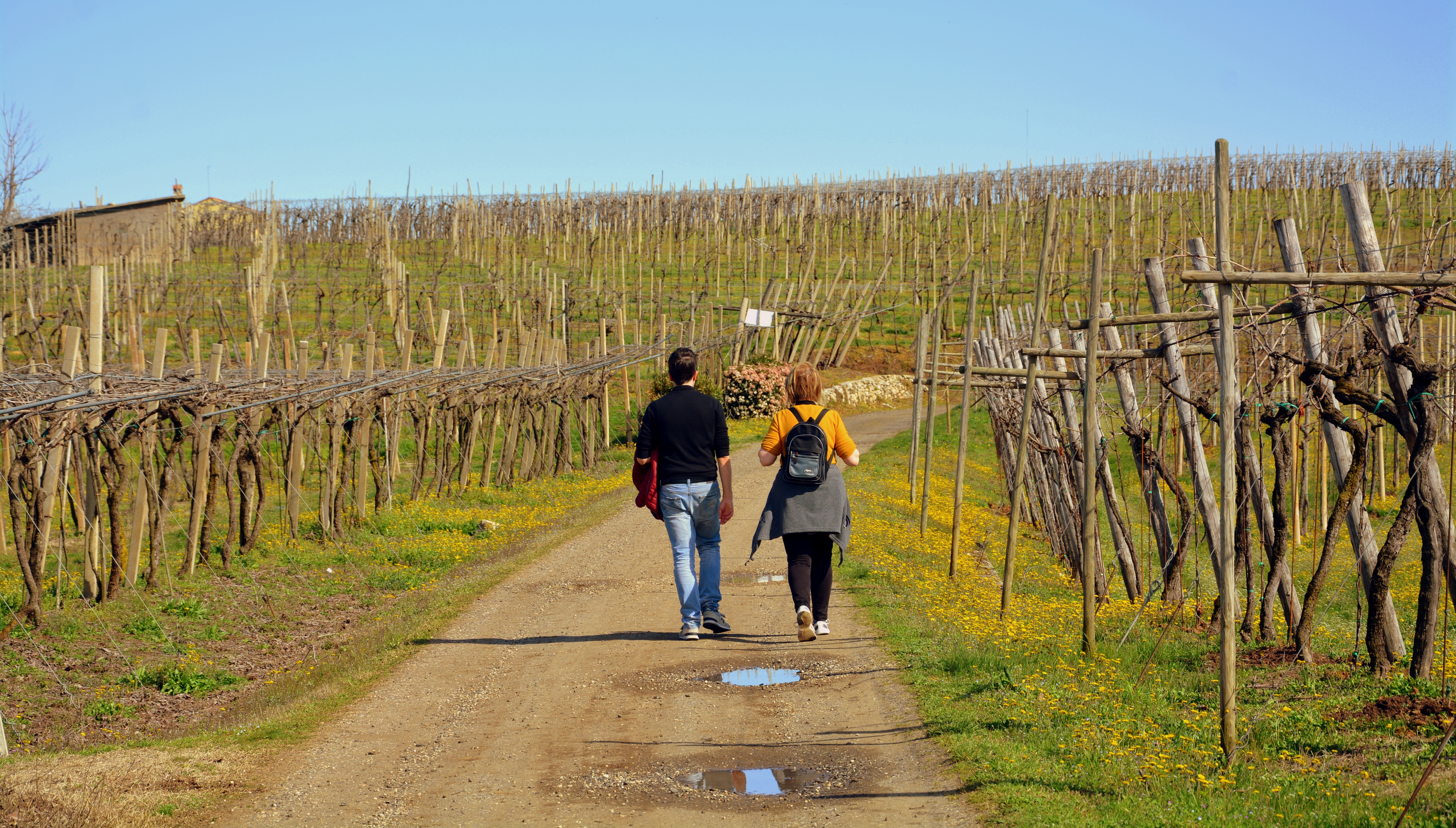 Walk Excursion Vineyard free image download