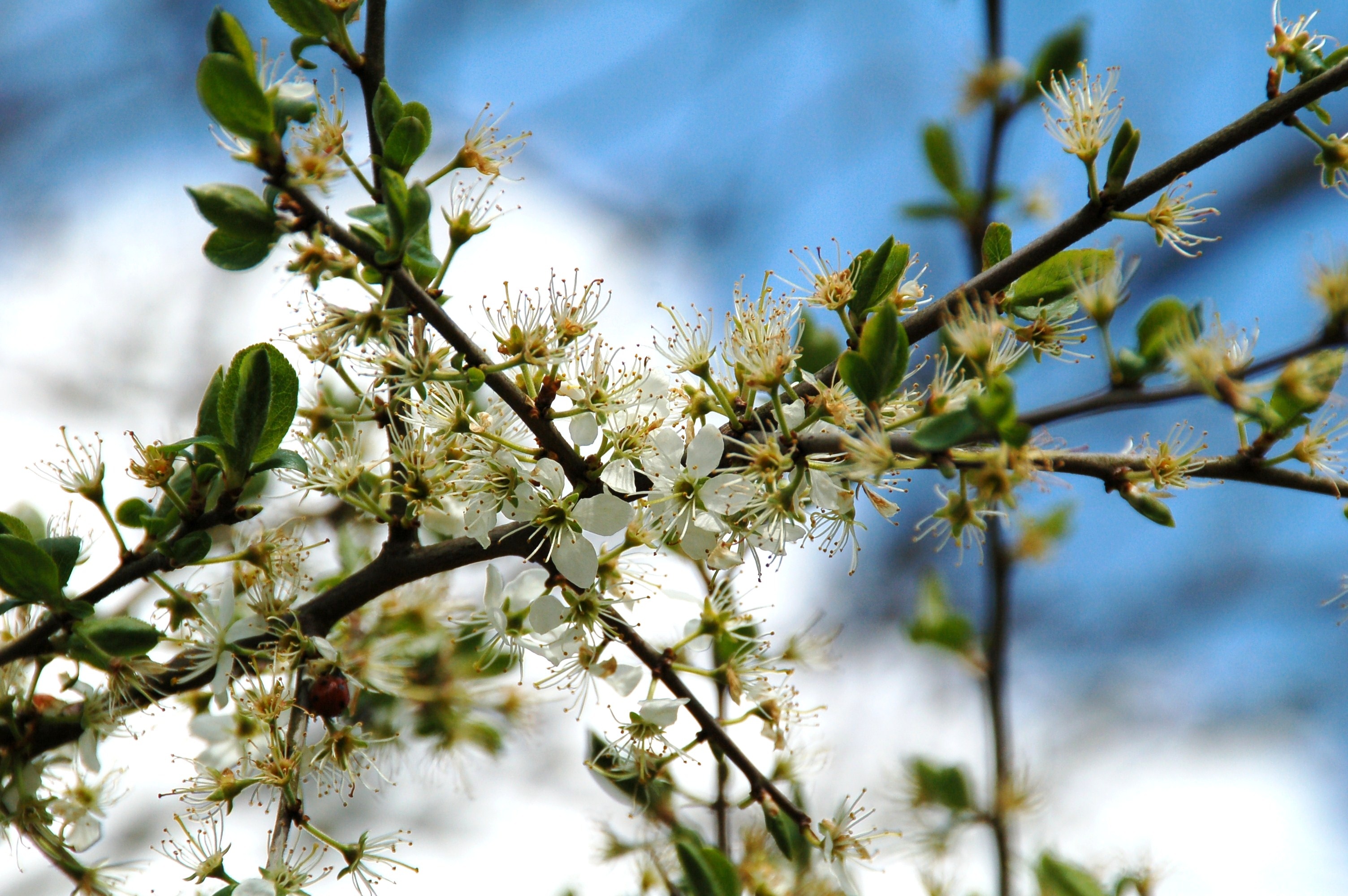 Branch Nature Plant free image download