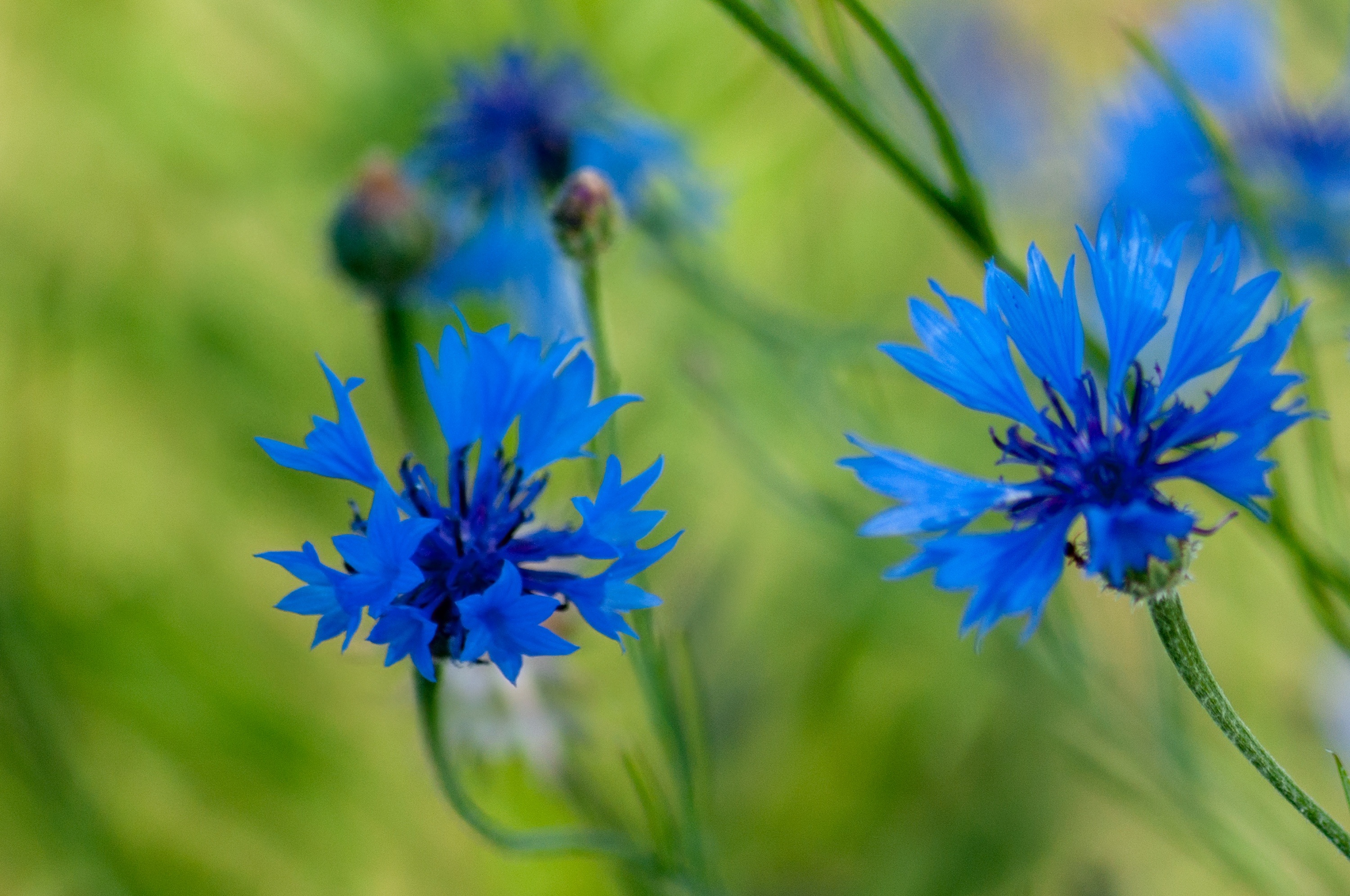 Cornflowers Flowers Cornflower free image download