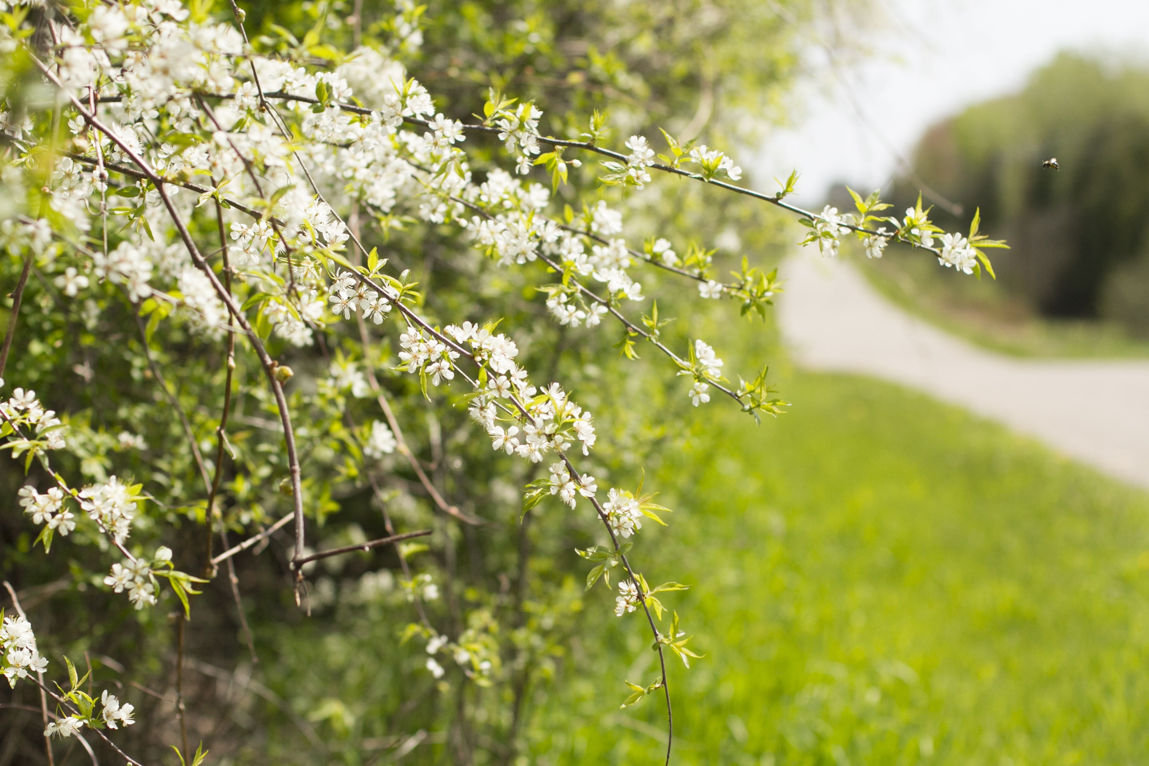Spring Blossom Roadside free image download